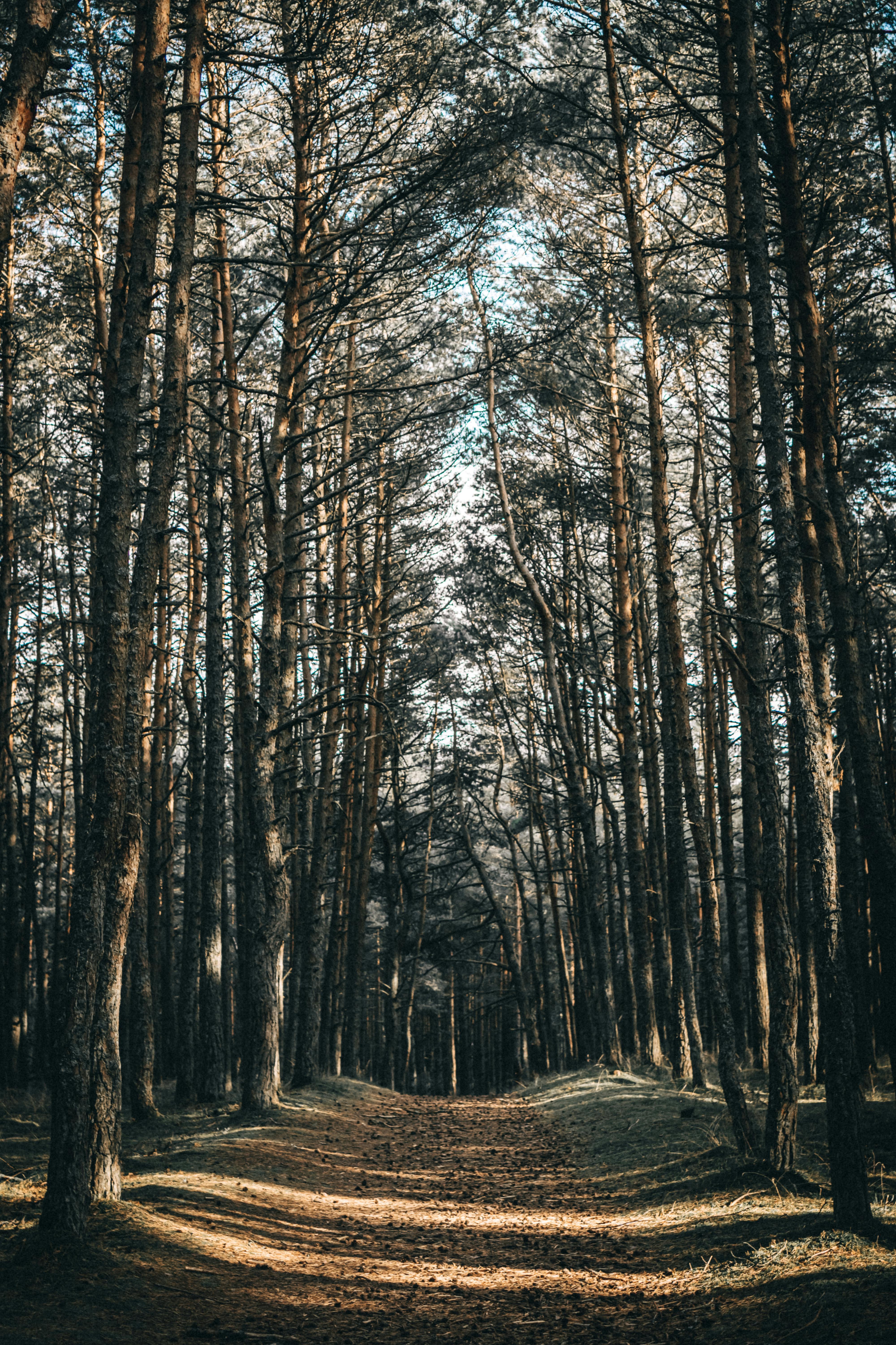 The path among the trees · Free Stock Photo