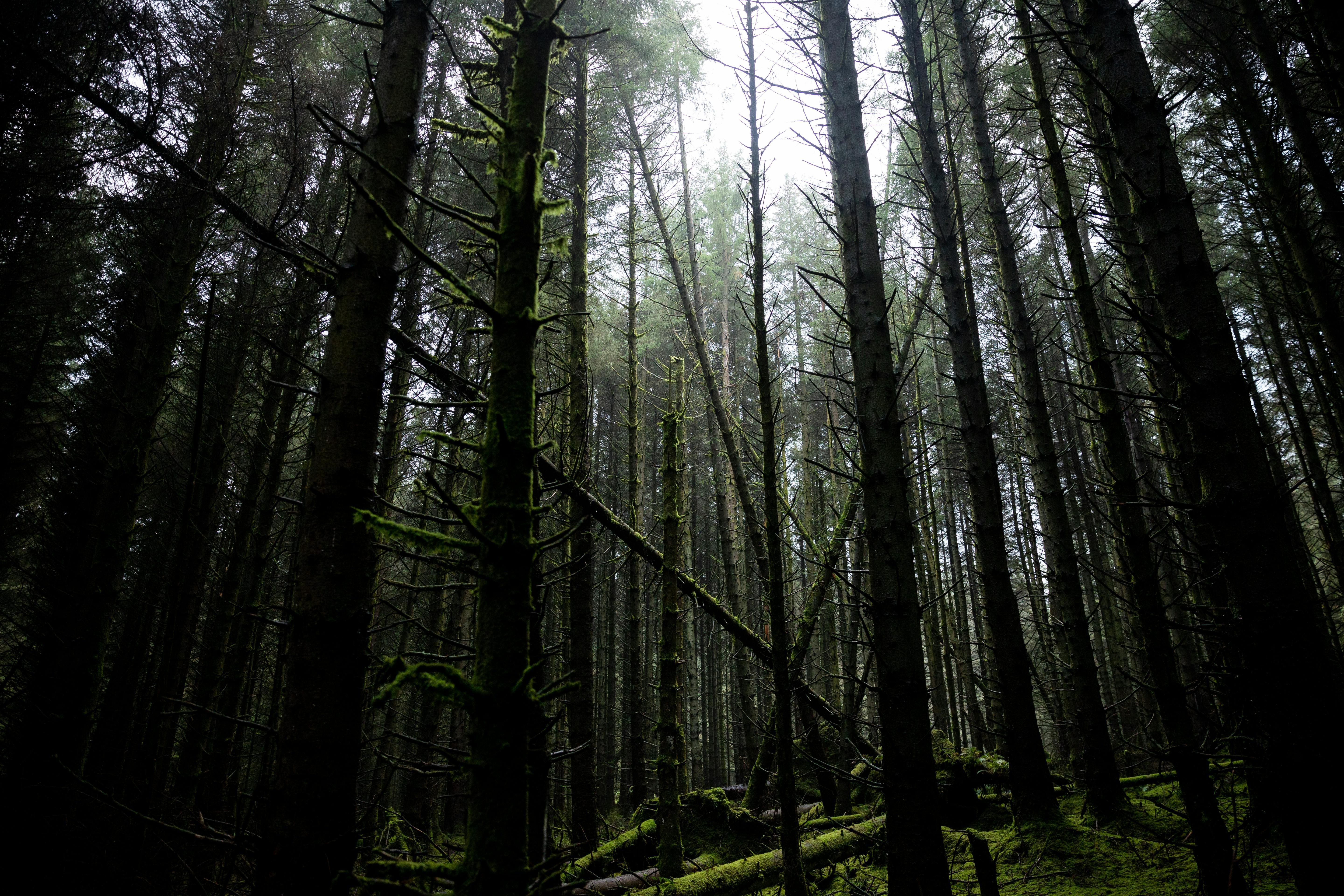 Green Trees in the Forest · Free Stock Photo