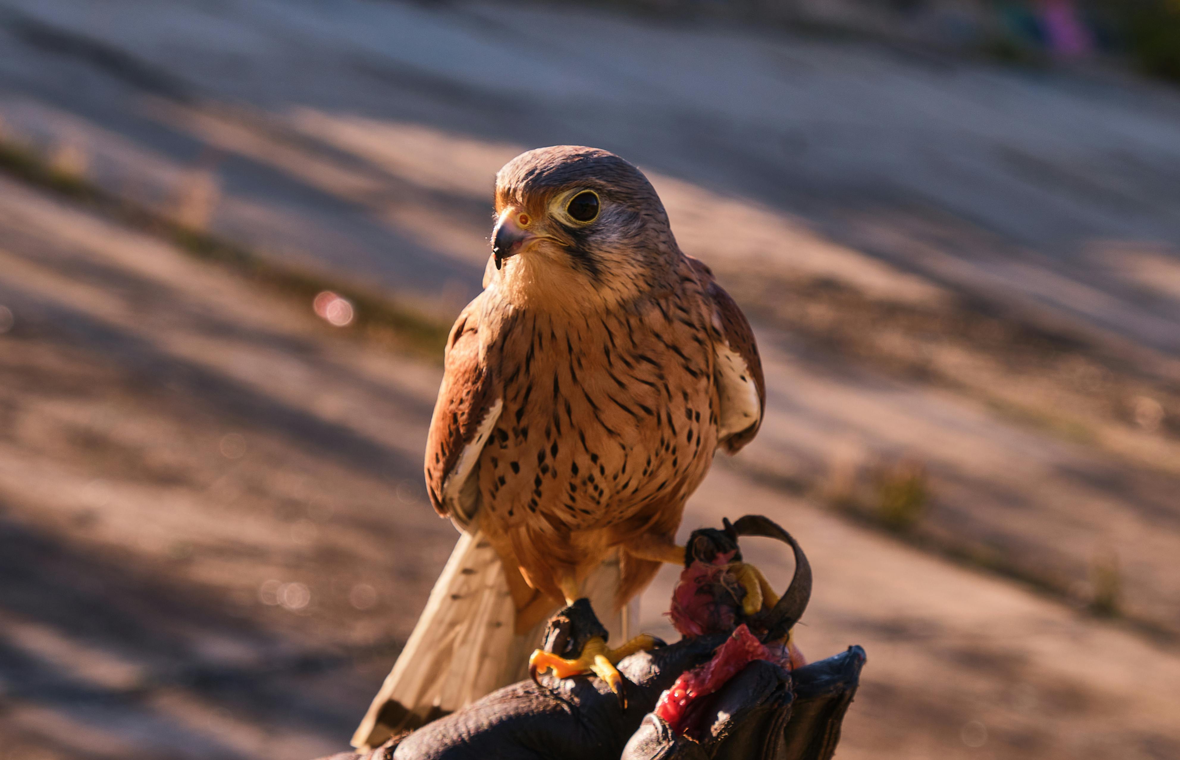 Flying Bat Falcon · Free Stock Photo