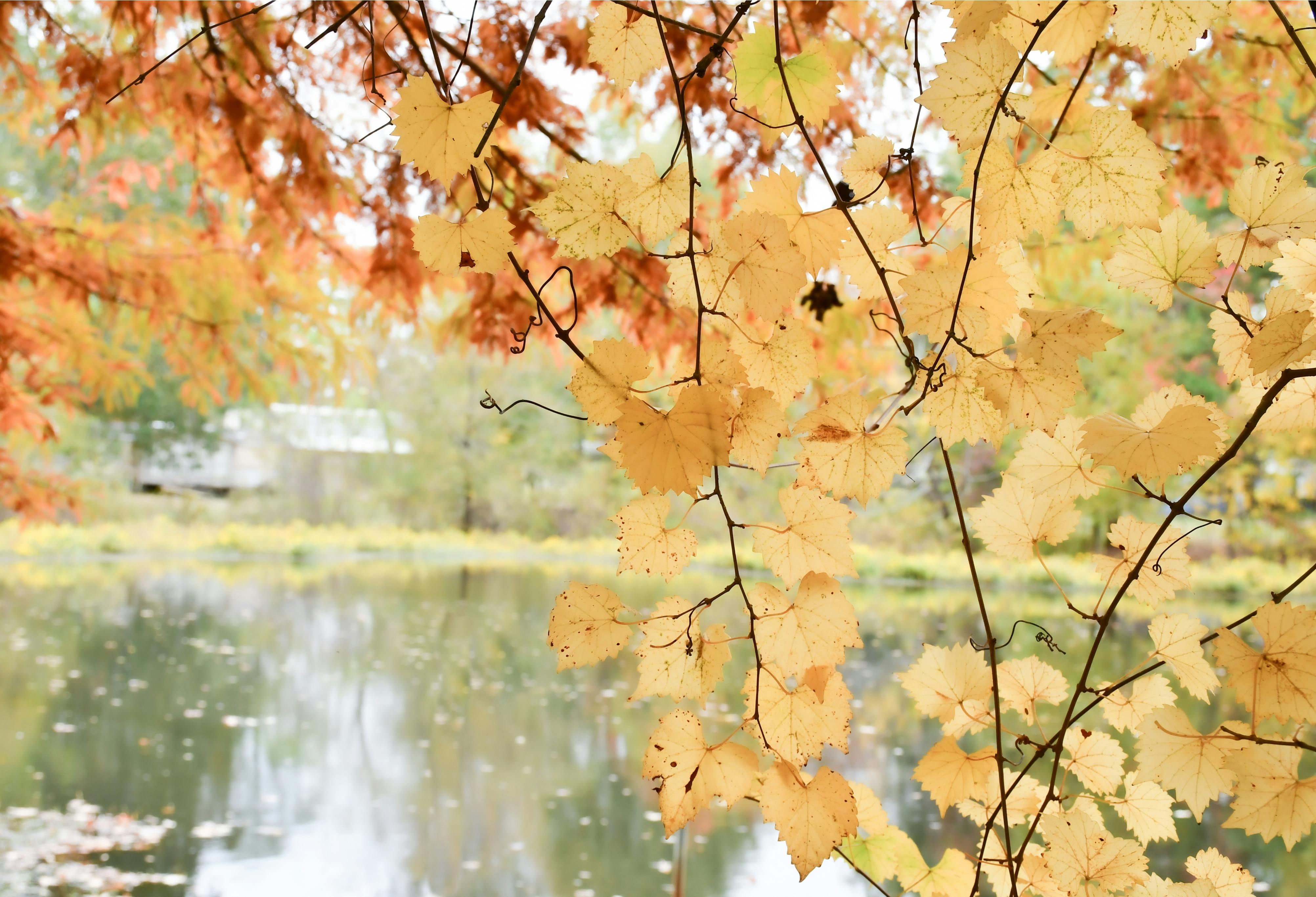 Jessica Castillo - 사진