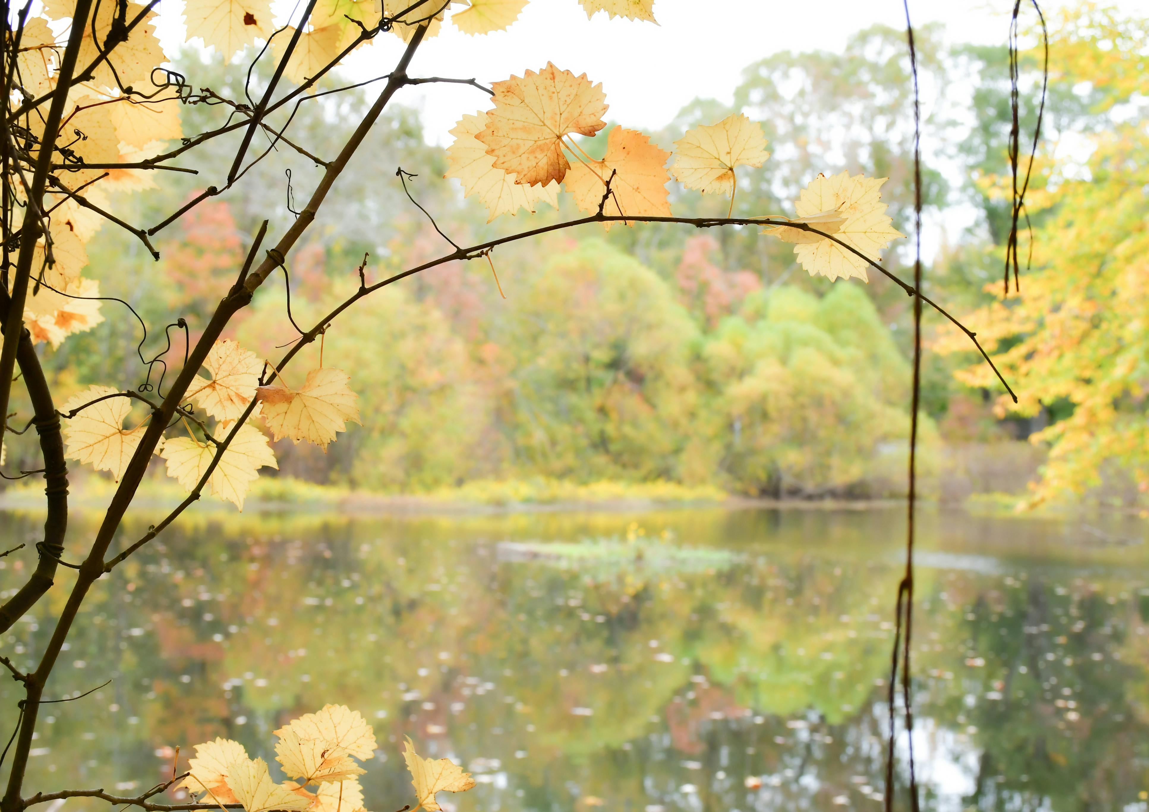 Jessica Castillo - 사진