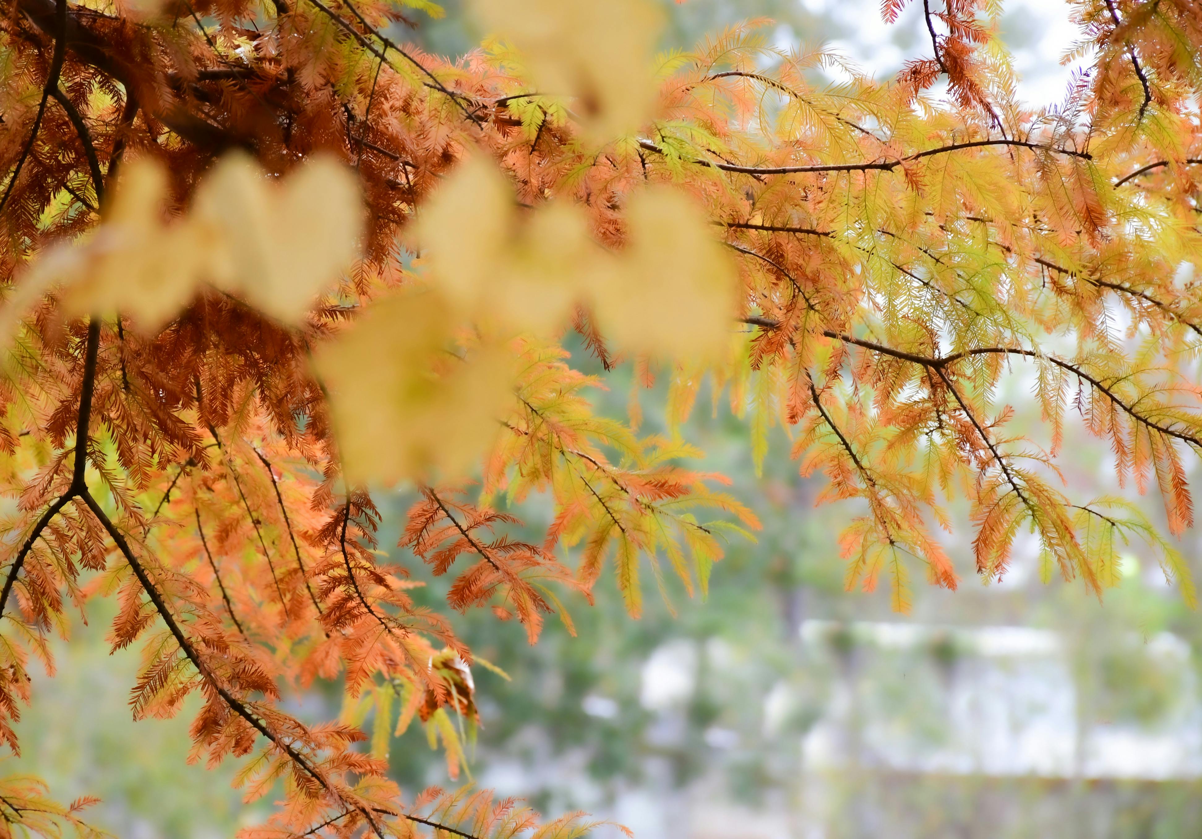 Jessica Castillo - 사진