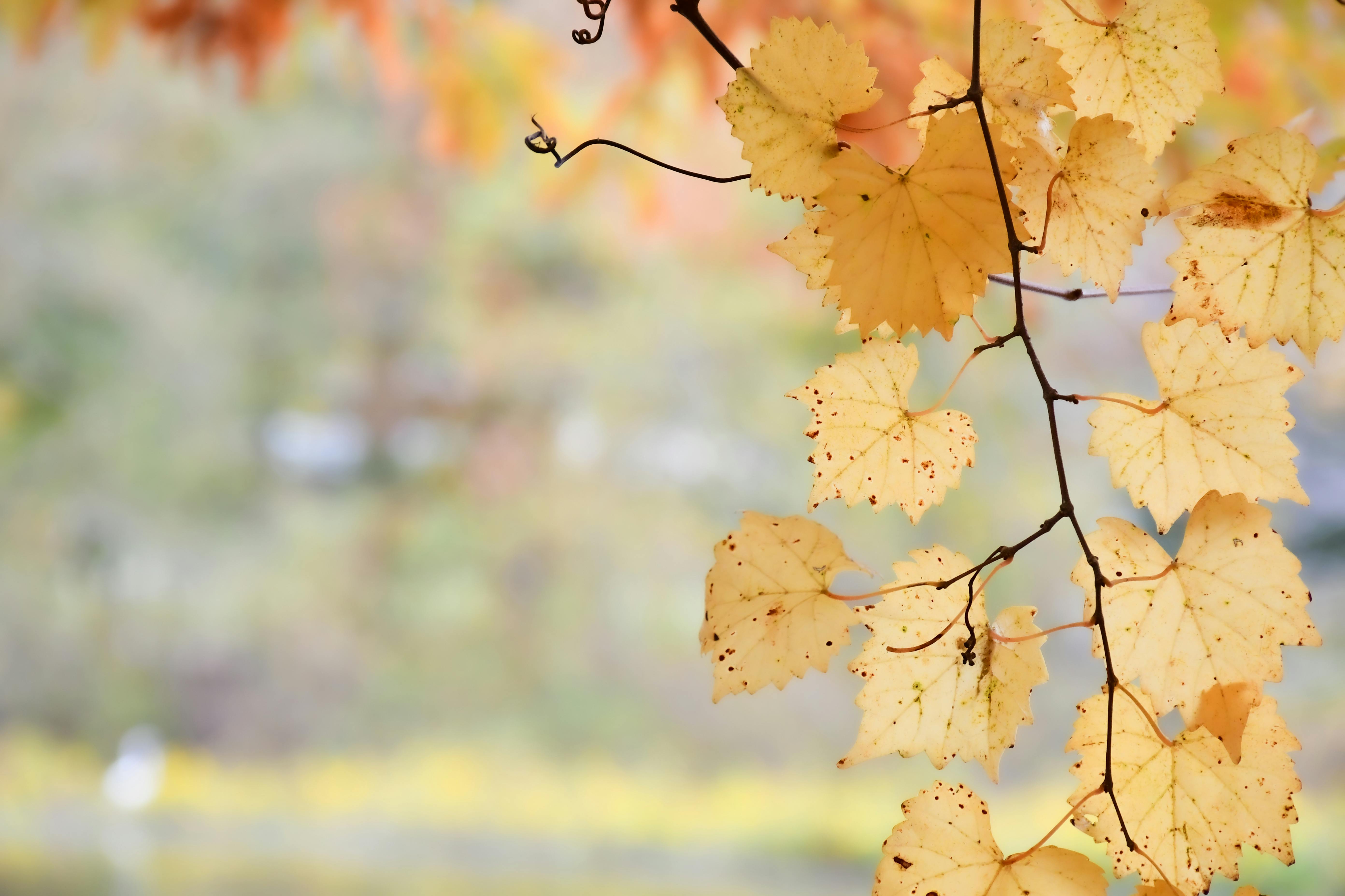 Jessica Castillo - 사진