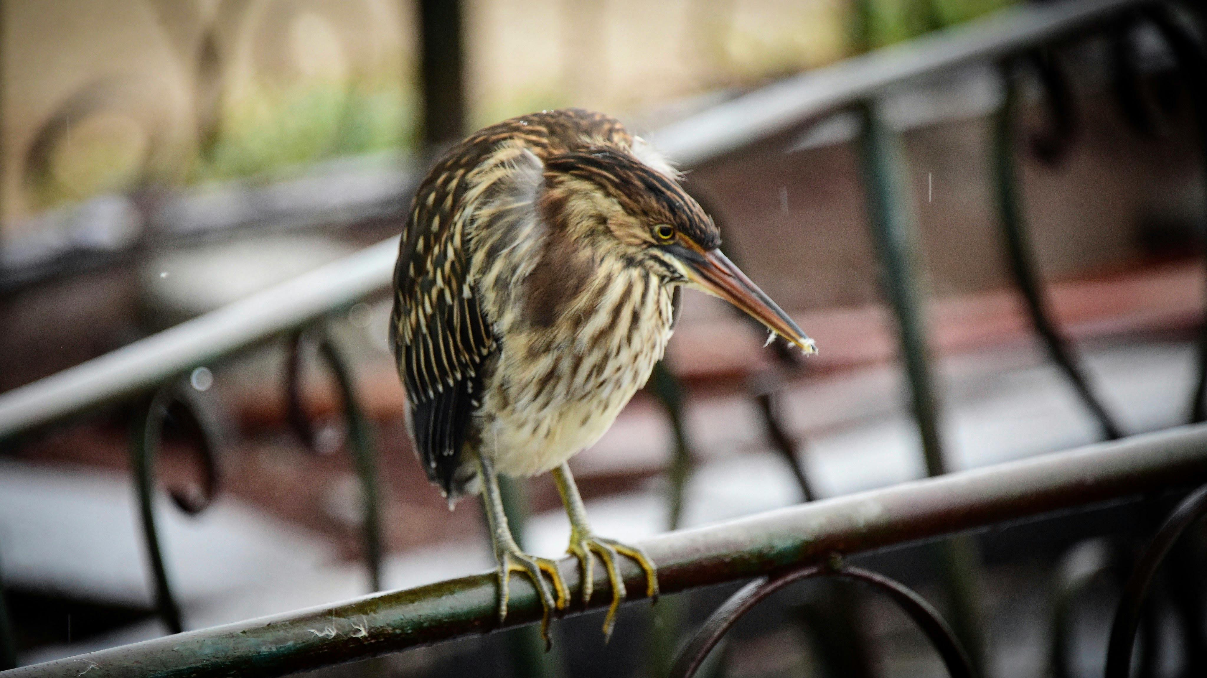 Summer Li - Photography