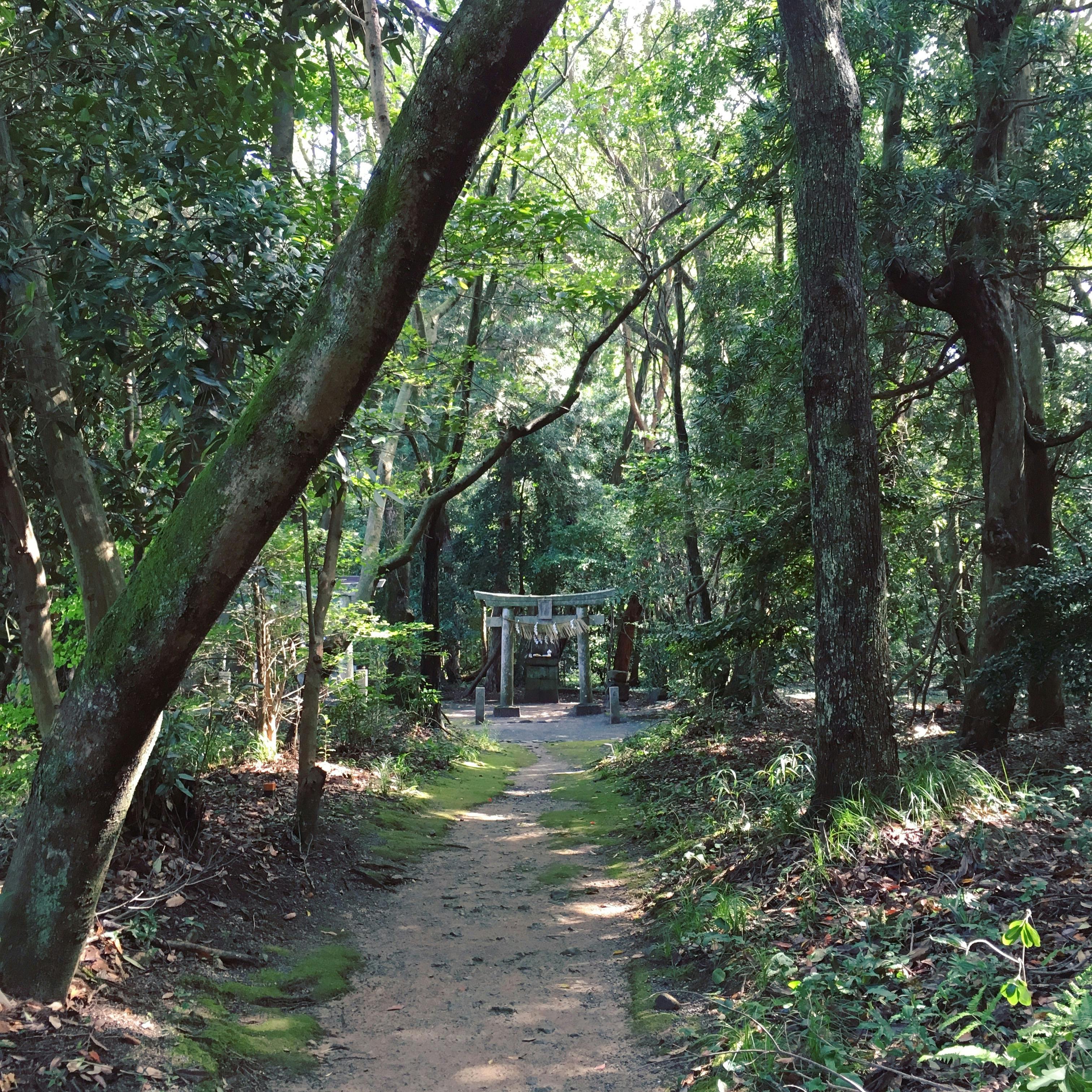 Japanese Torii Gate in Forest · Free Stock Photo