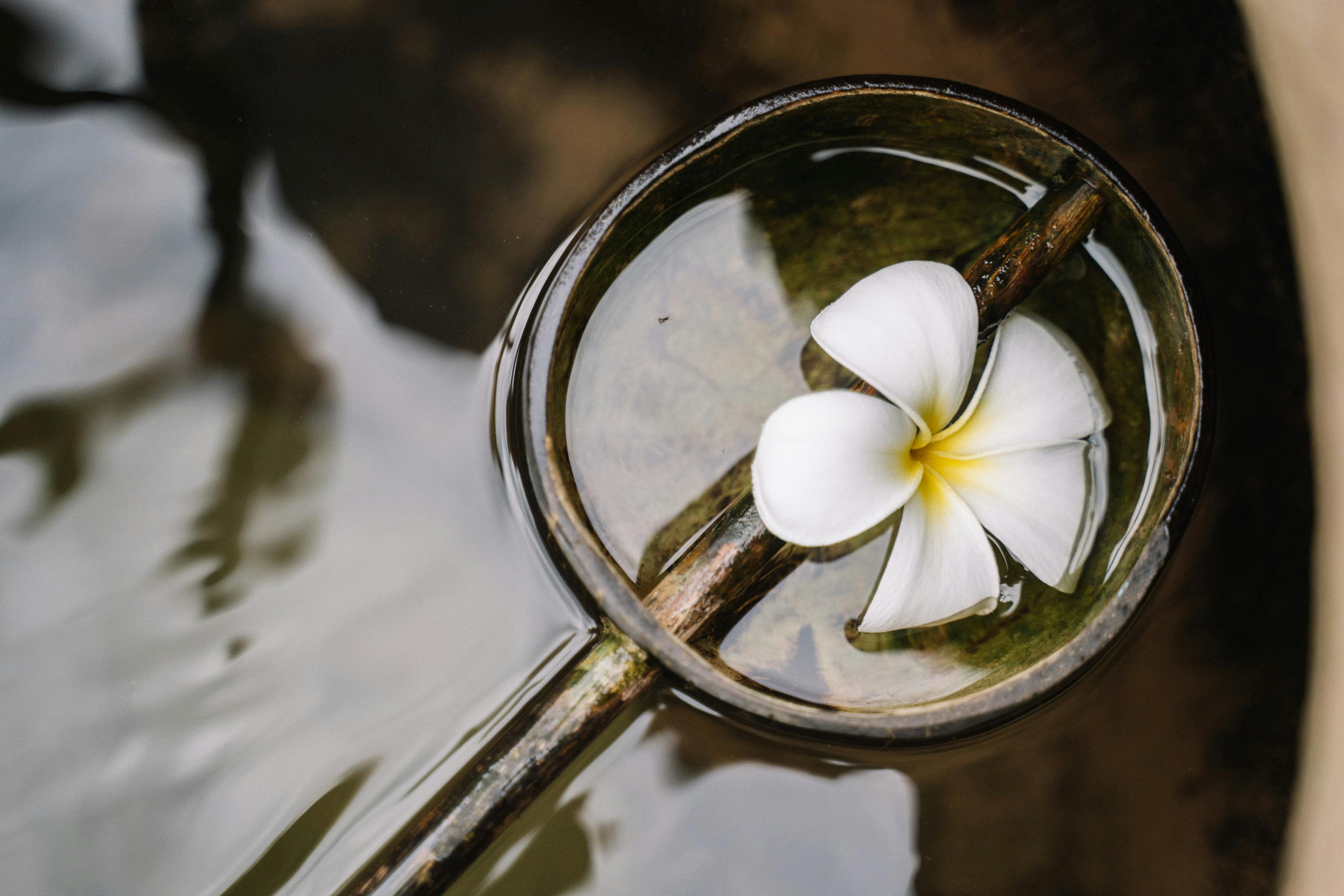 White Flower Floating on Water · Free Stock Photo
