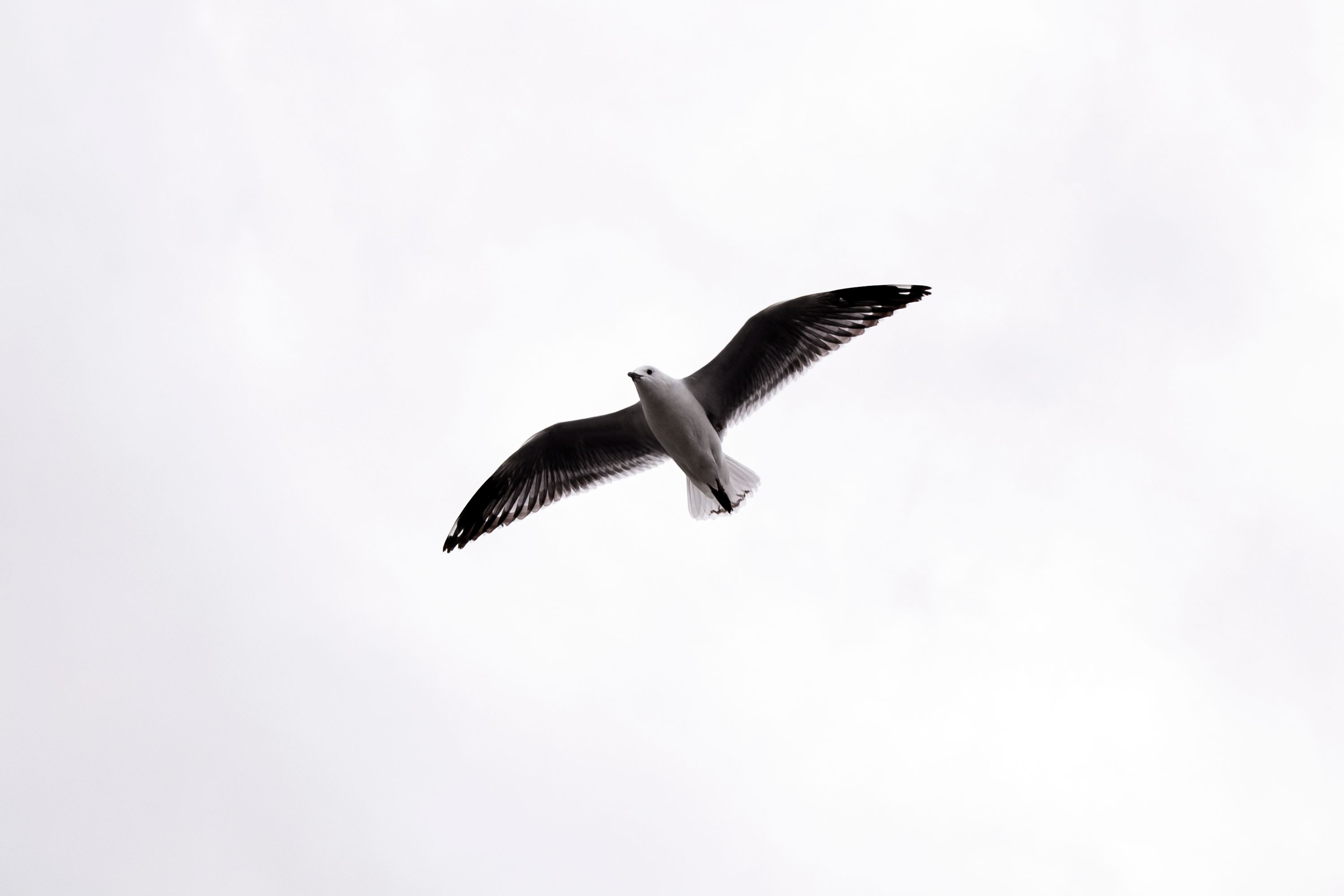 Grayscale Photo of a Flying Bird · Free Stock Photo