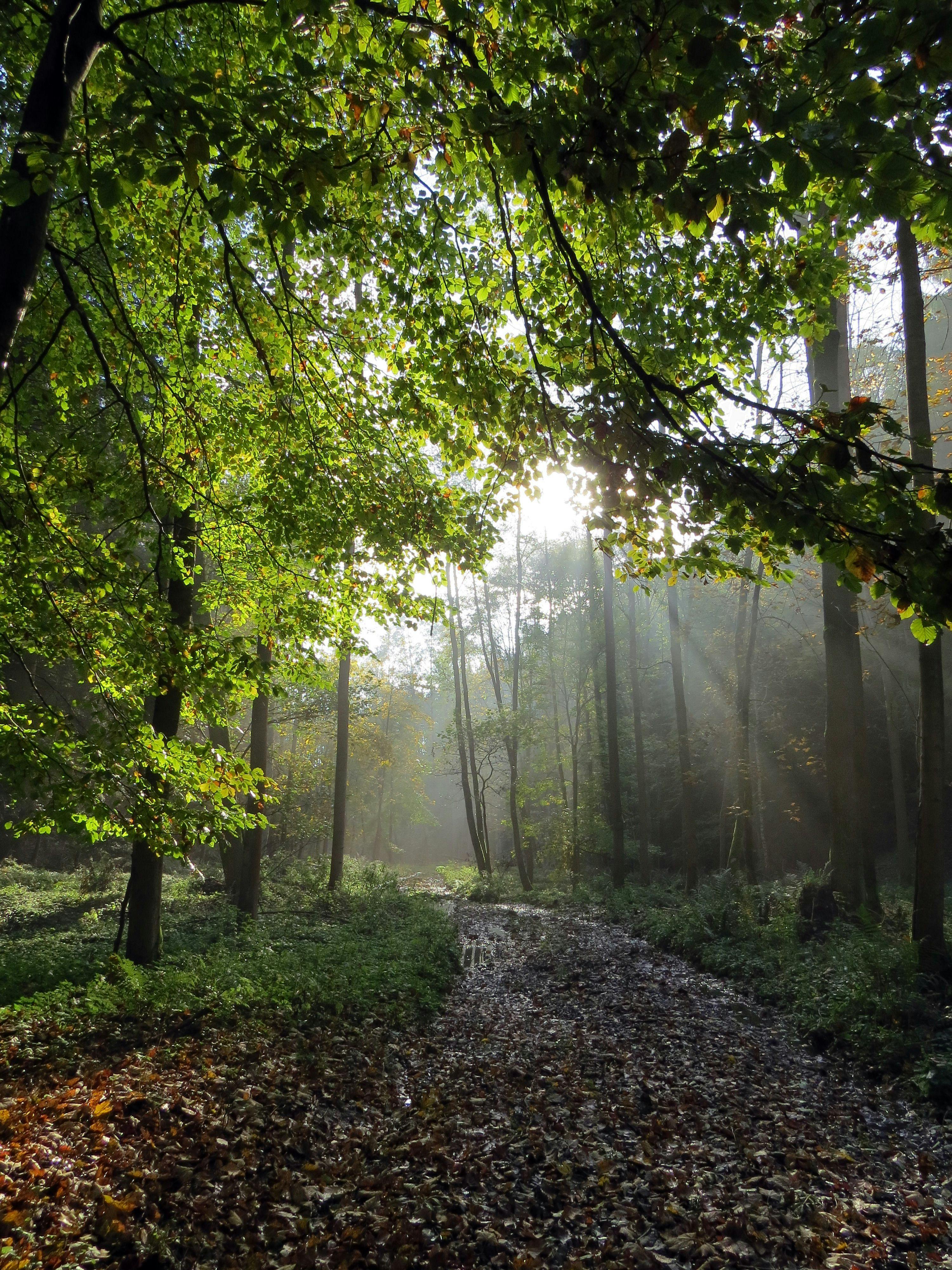 Trees, Bushes and Flowers in Forest · Free Stock Photo
