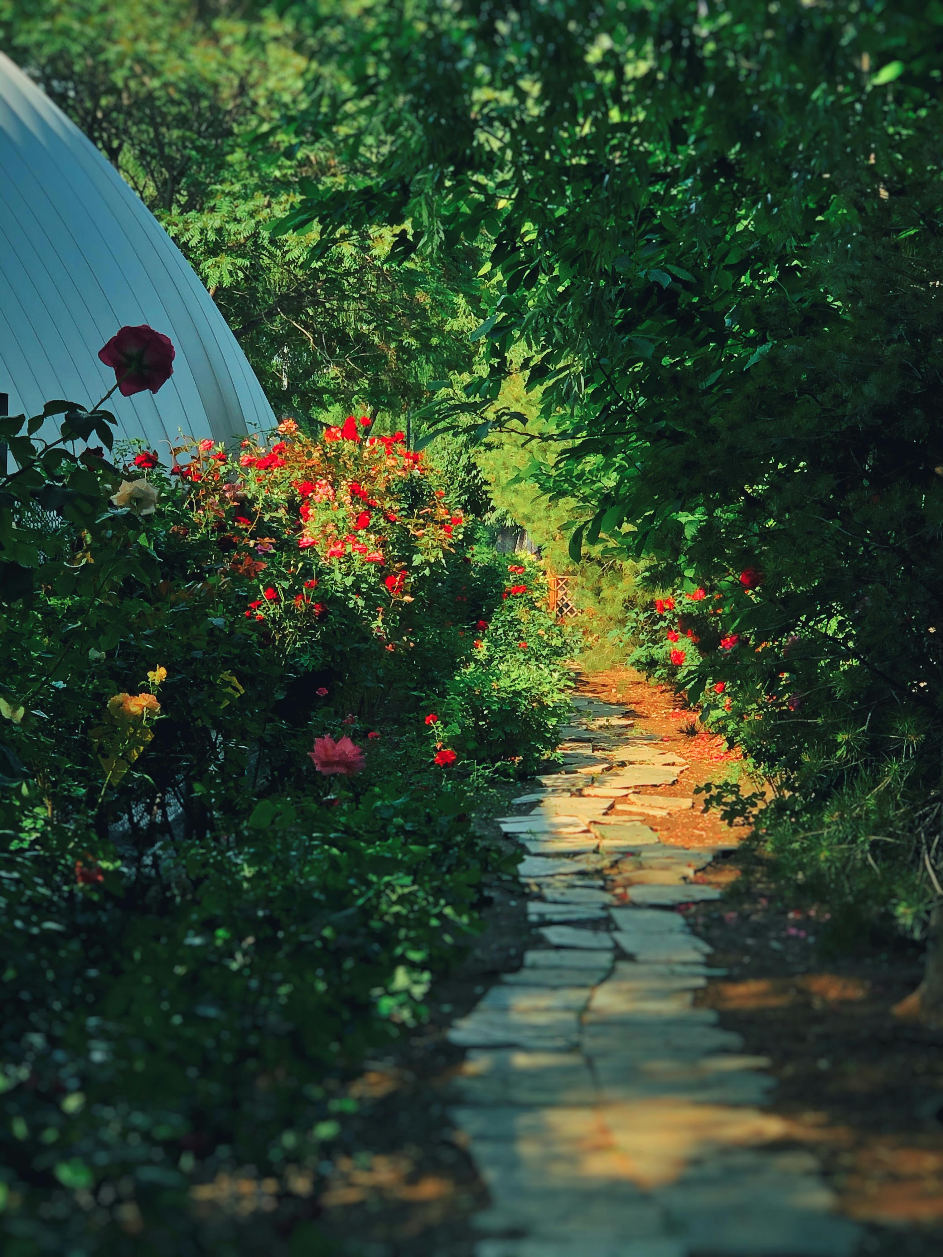 Flowers With Path Photos, Download The BEST Free Flowers With Path ...