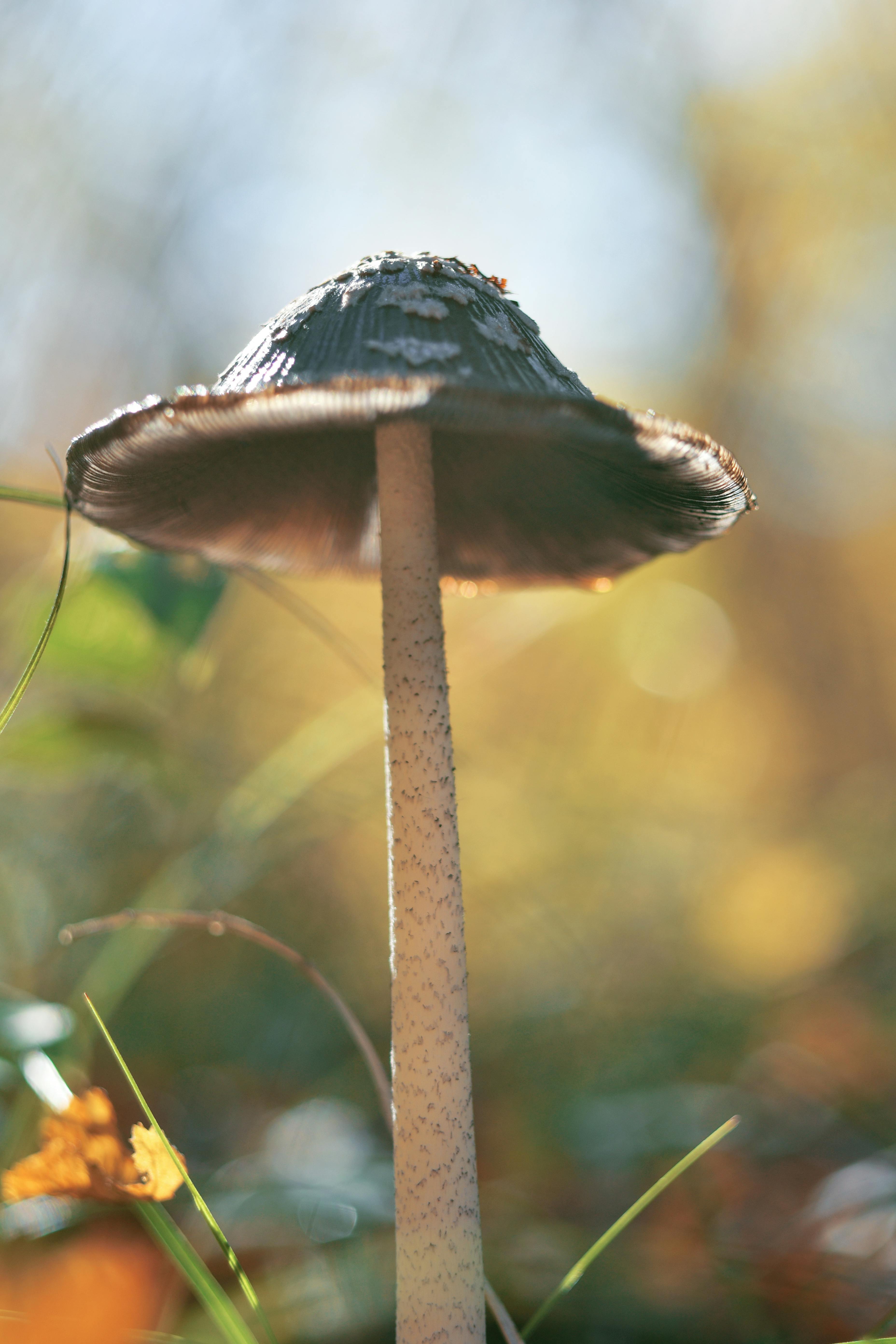 Beautiful Fungi Photos, Download The BEST Free Beautiful Fungi Stock ...