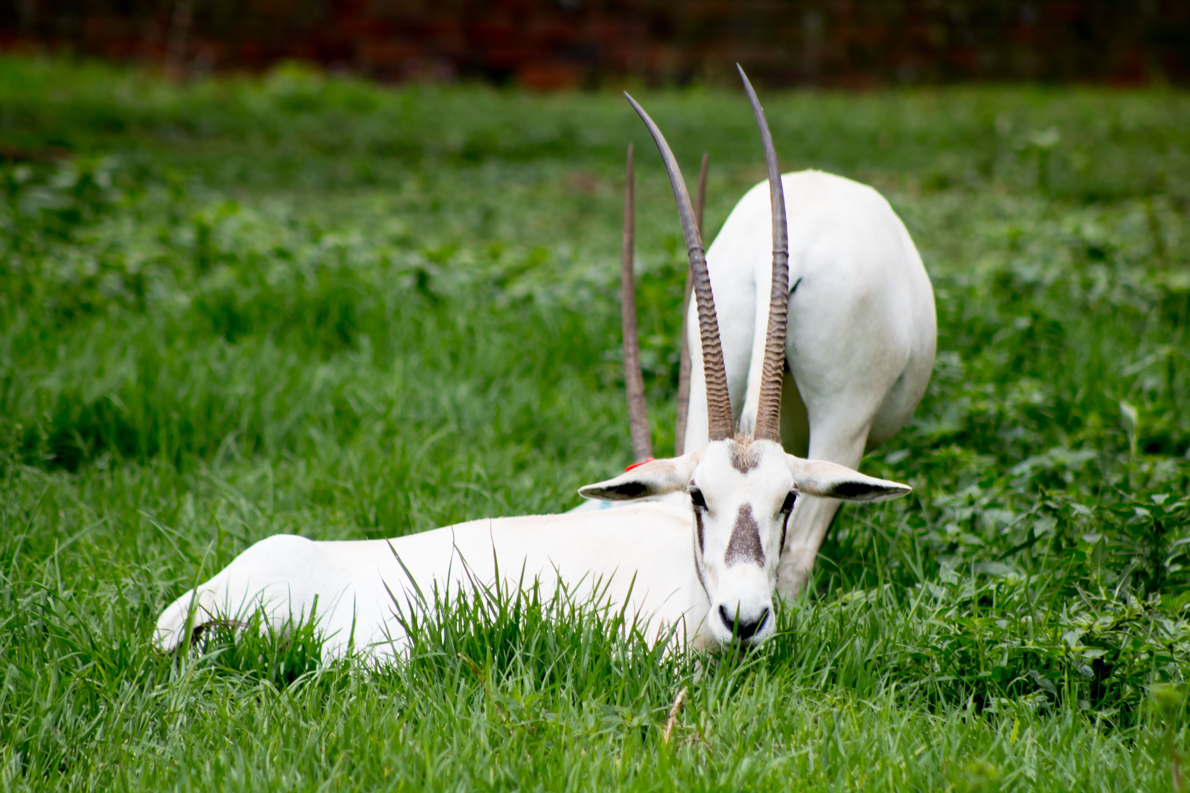 Wildlife Oryx Photos, Download The BEST Free Wildlife Oryx Stock Photos ...