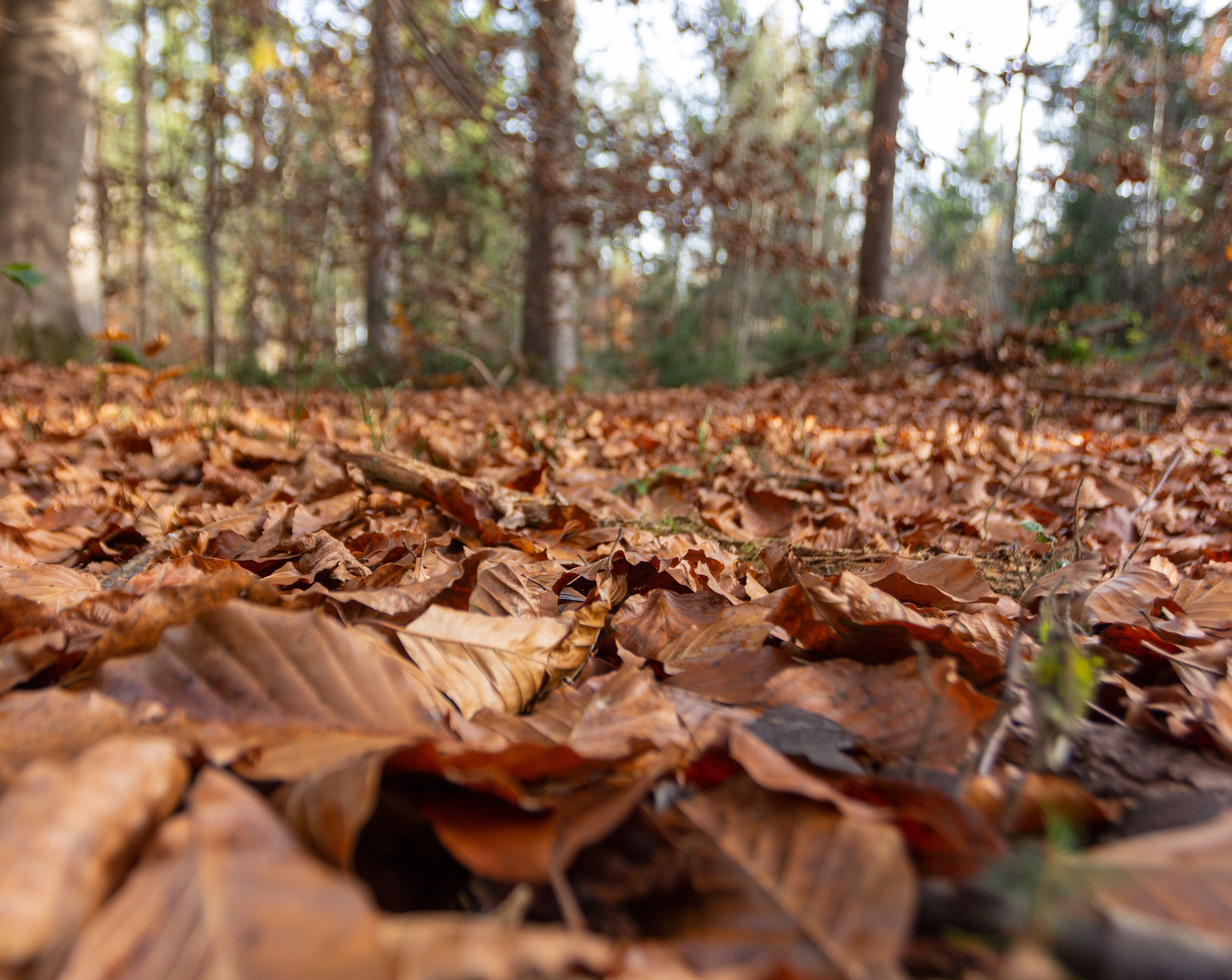 Golden Leaves in a Forest in Autumn · Free Stock Photo