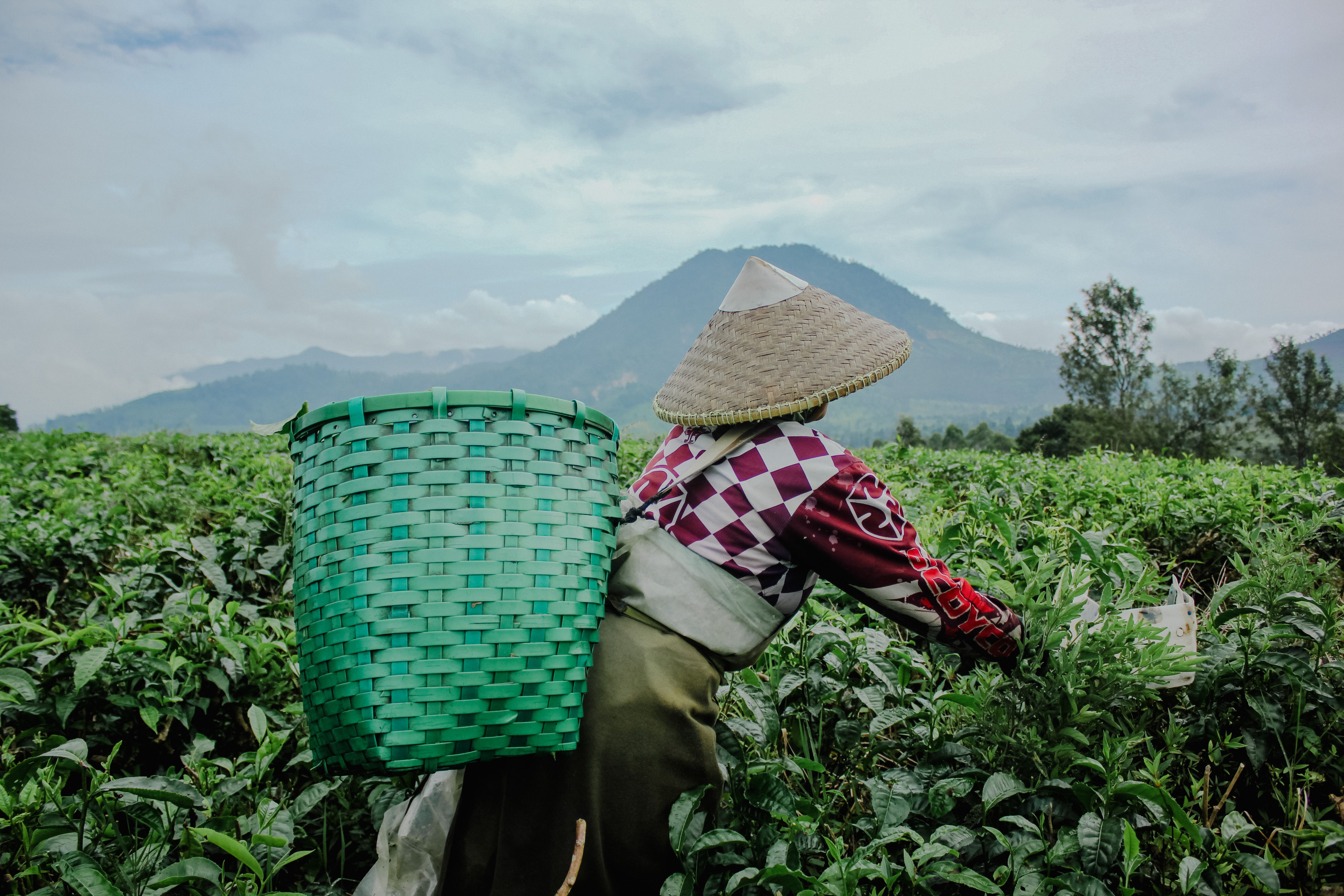 Tea Farming Photos, Download The BEST Free Tea Farming Stock Photos ...