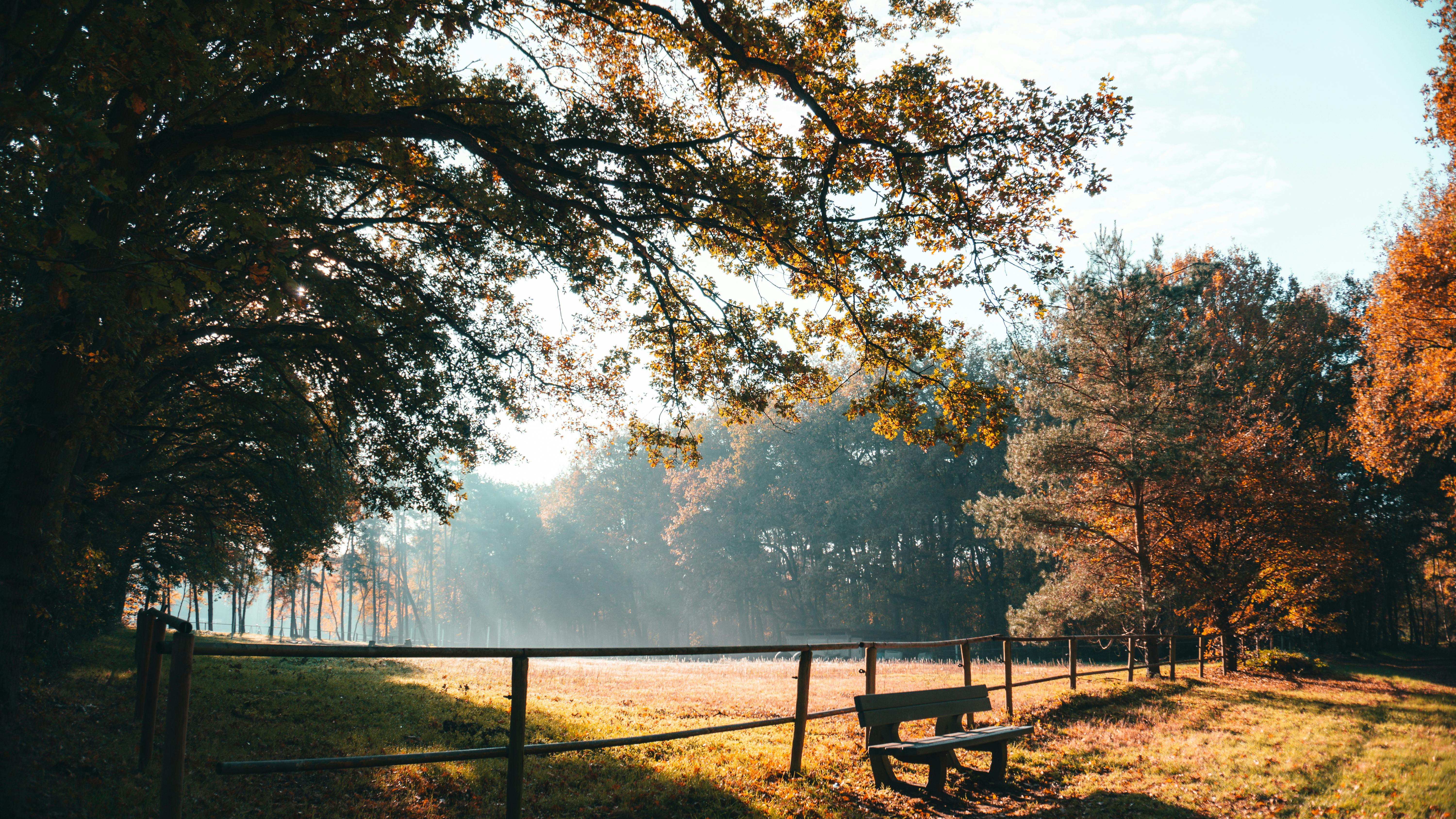 Brown Wooden Bench on Green Grass Field Surrounded by Trees · Free ...