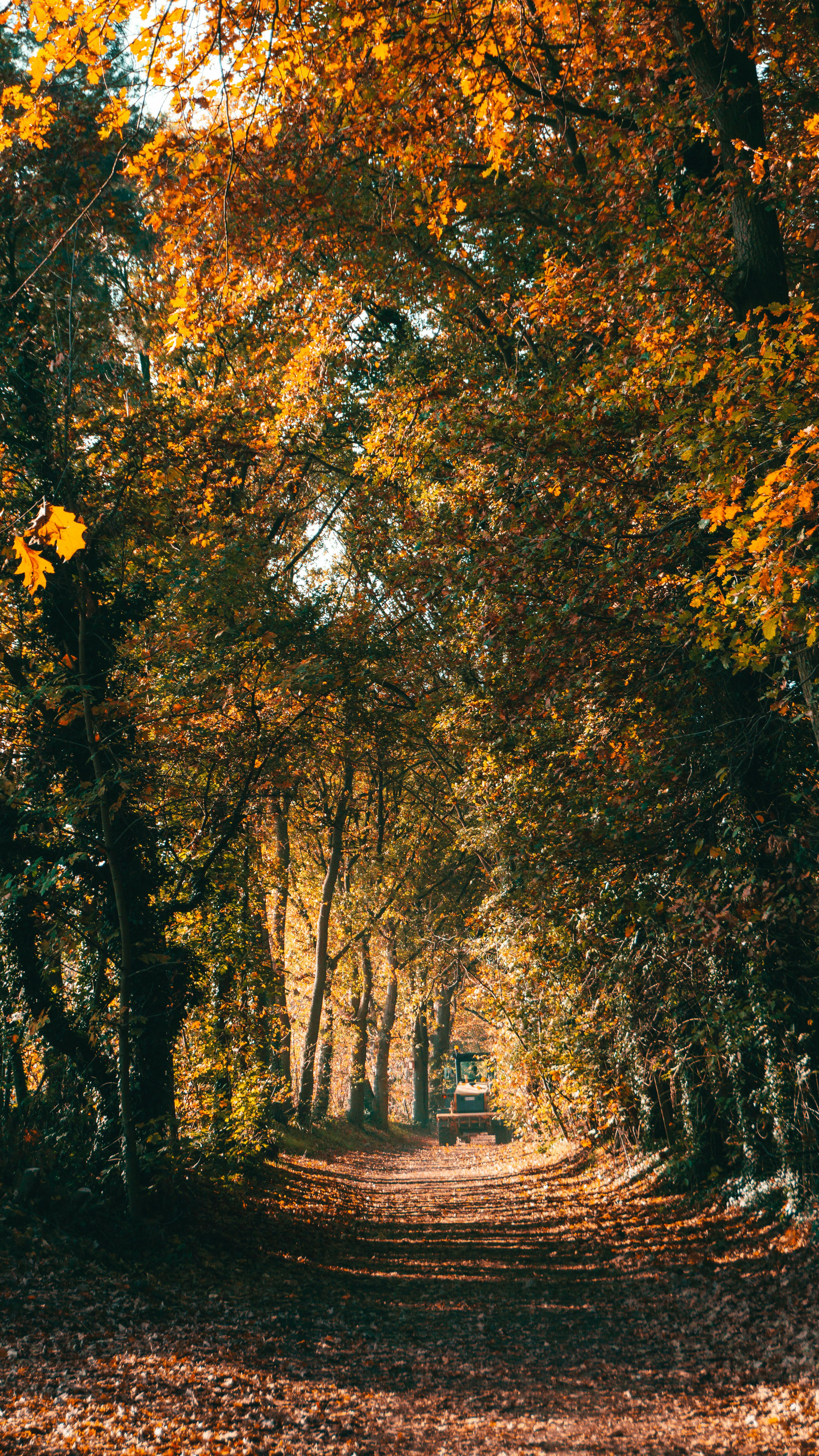 Autumn Trees · Free Stock Photo
