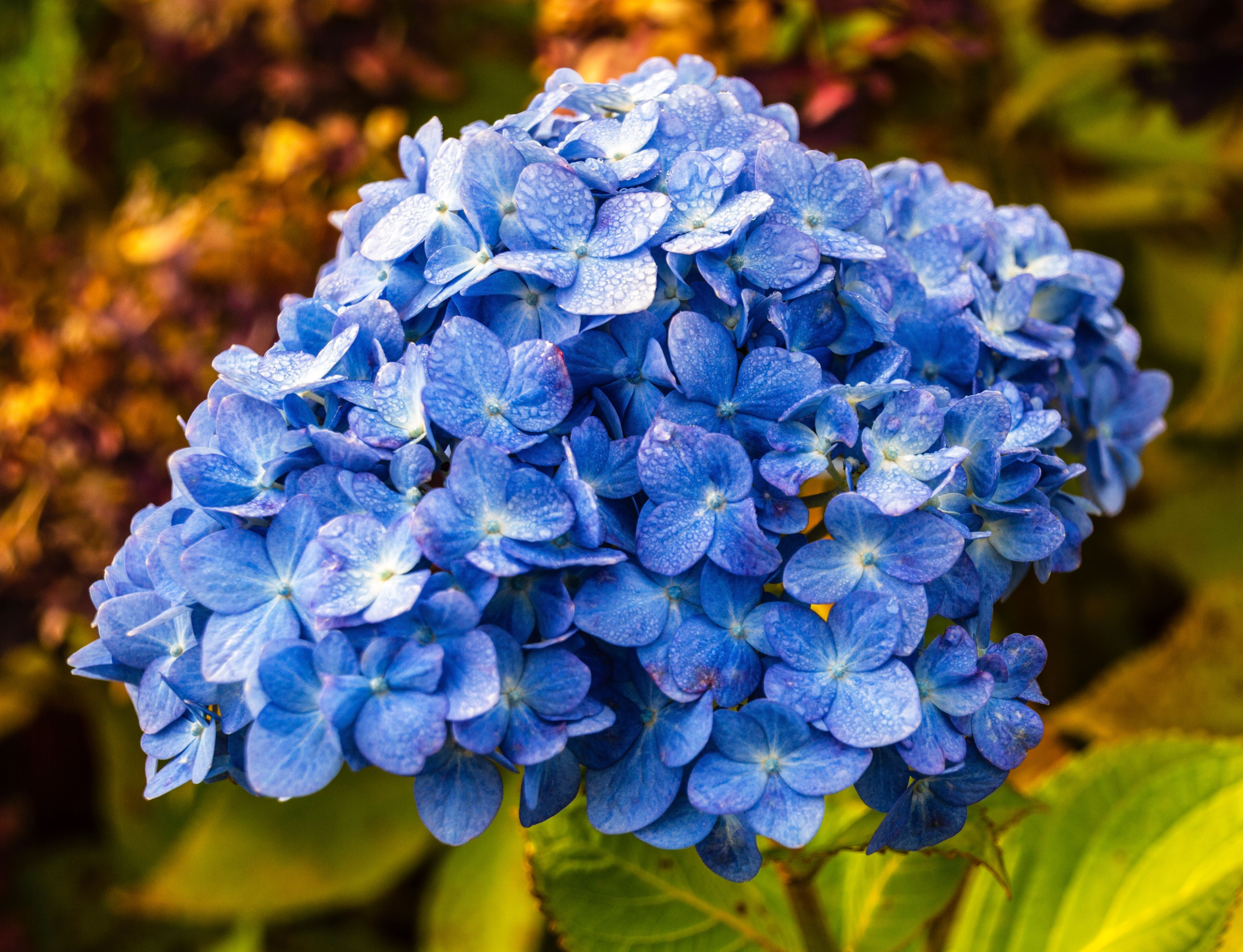 Foto de stock gratuita sobre al aire libre, arbusto floreciente, azul ...