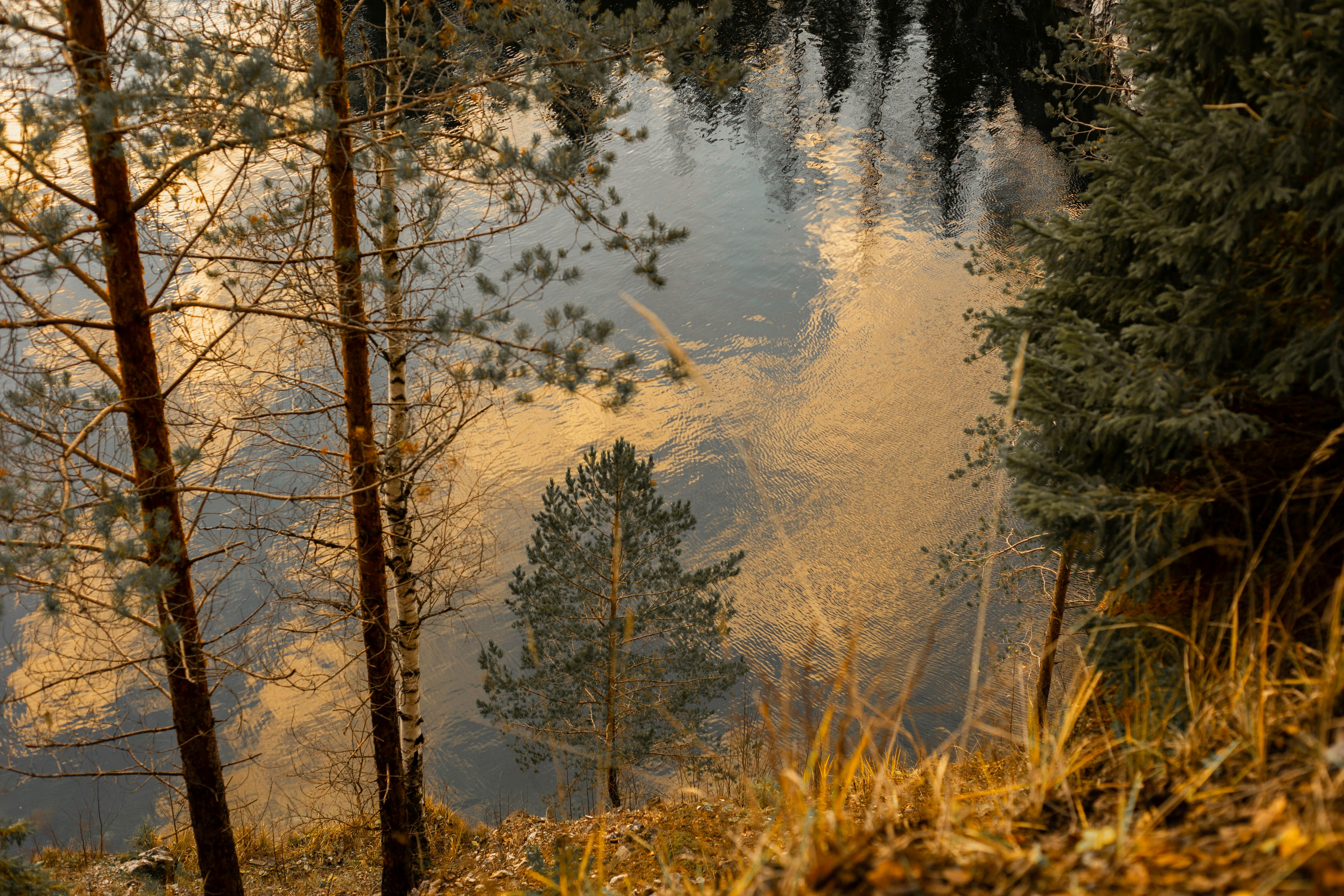 Reflection of Pine Trees on a Body of Water · Free Stock Photo