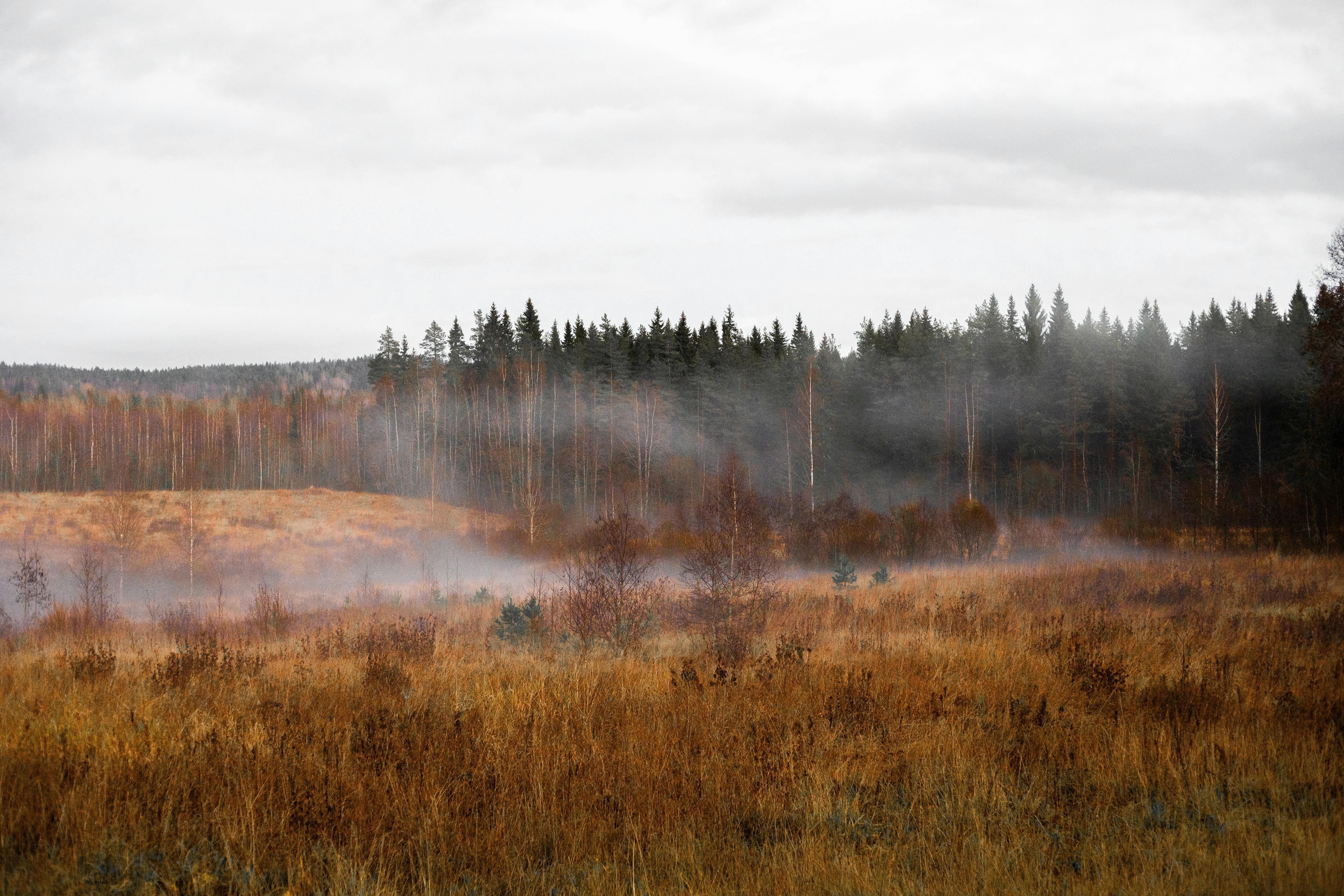 20+ Best Bog Photos · 100% Free Download · Pexels Stock Photos