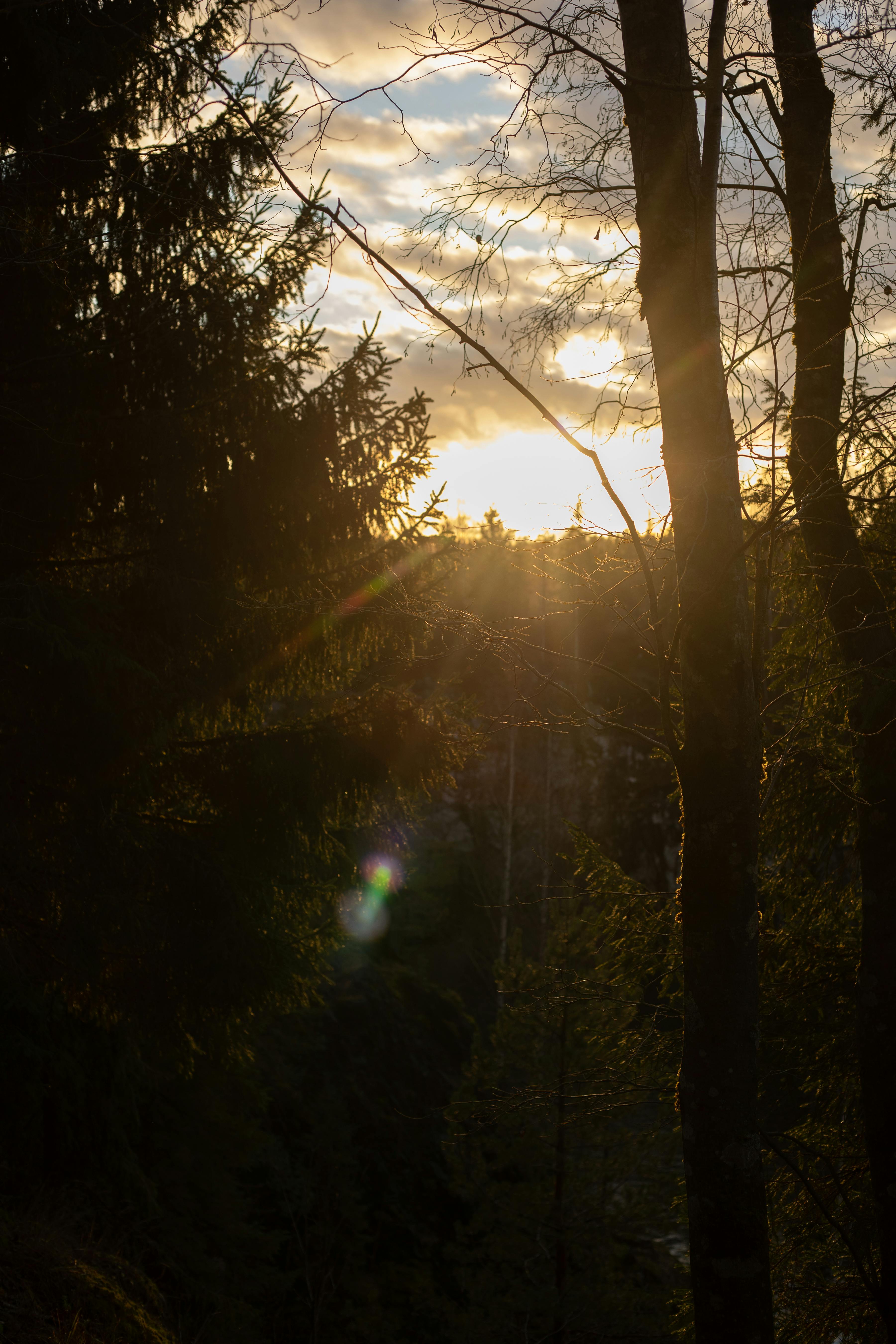 Sun Shining through Trees in a Forest · Free Stock Photo