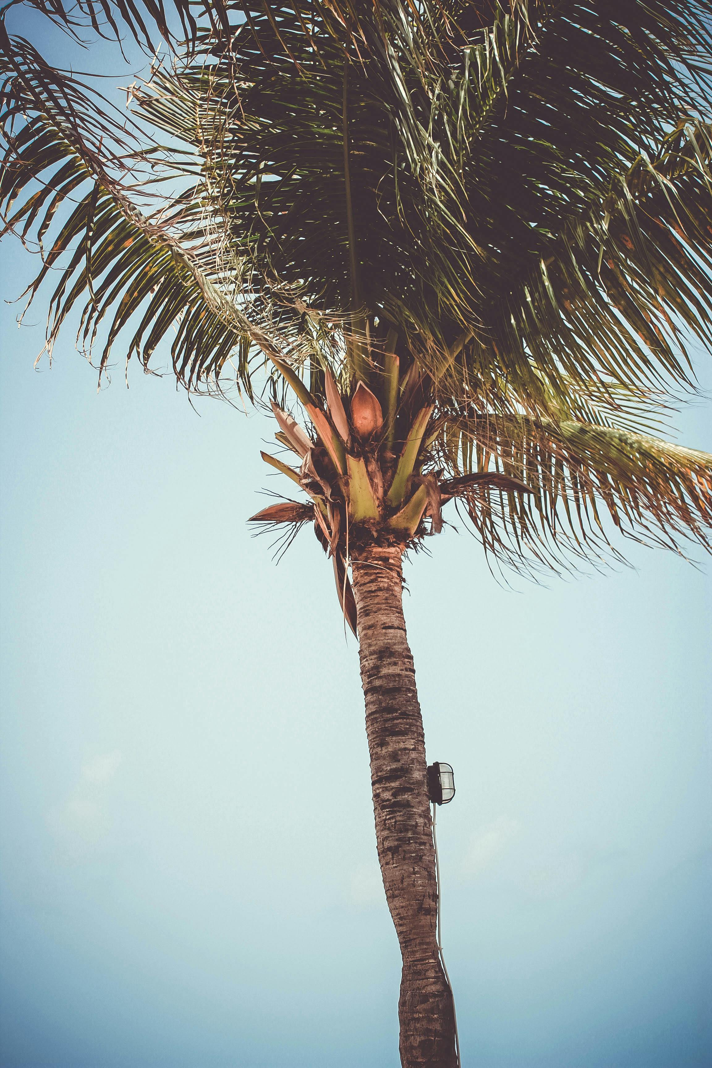 Low Angle Photography Of Palm Tree · Free Stock Photo