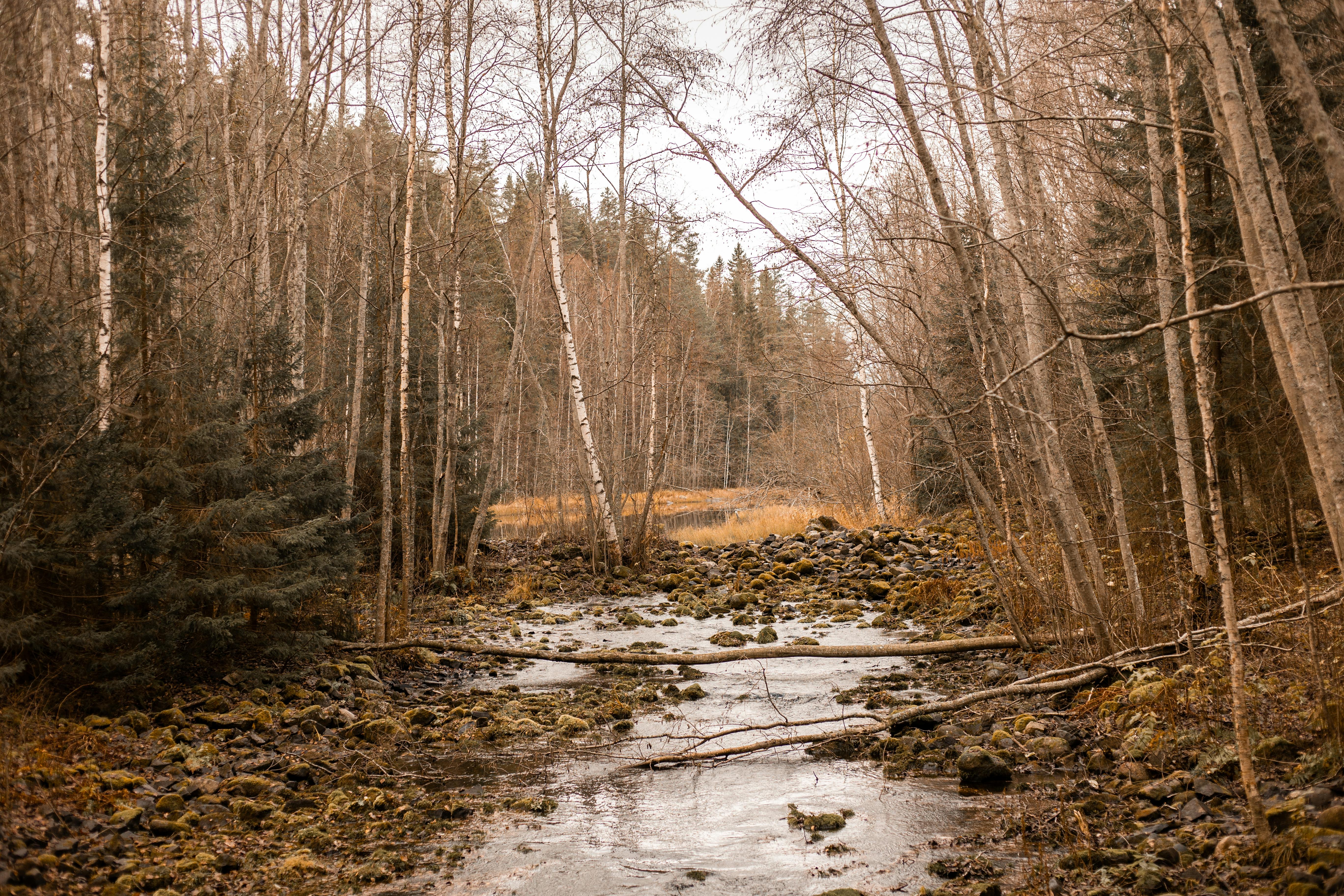 Scenery with Stream and Forest in Autumn · Free Stock Photo
