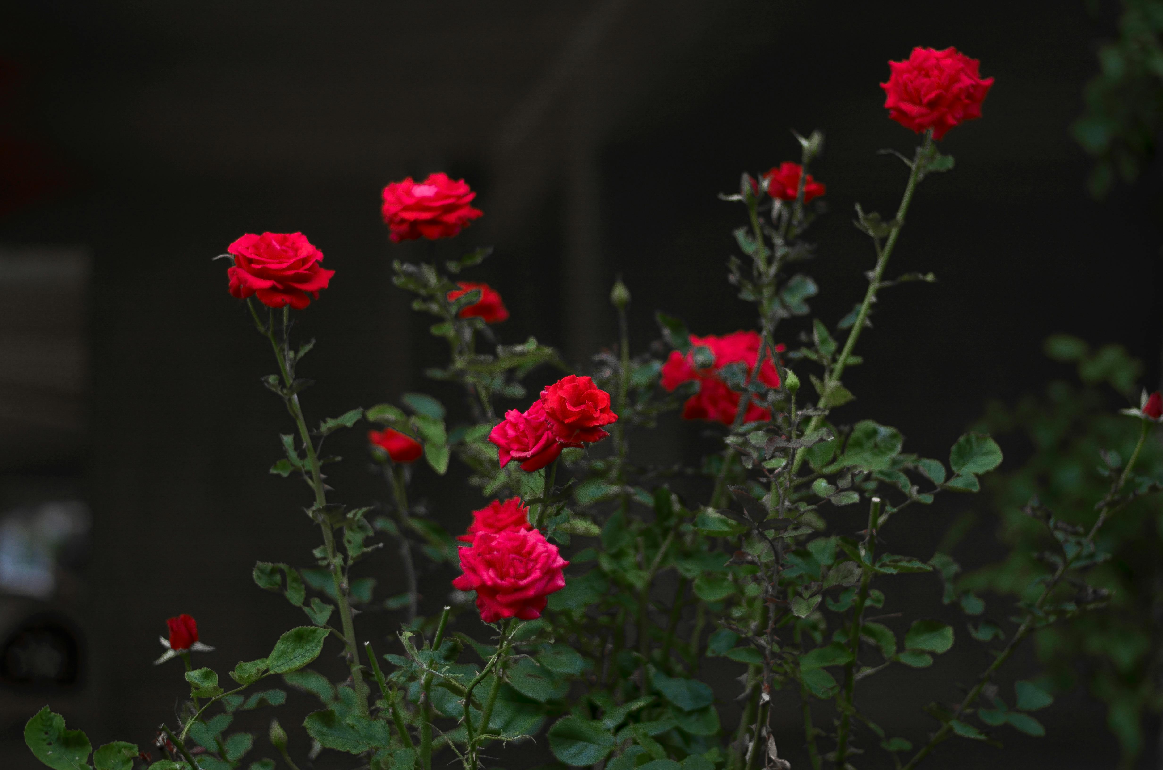 Red Roses in Bloom With Green Leaves · Free Stock Photo