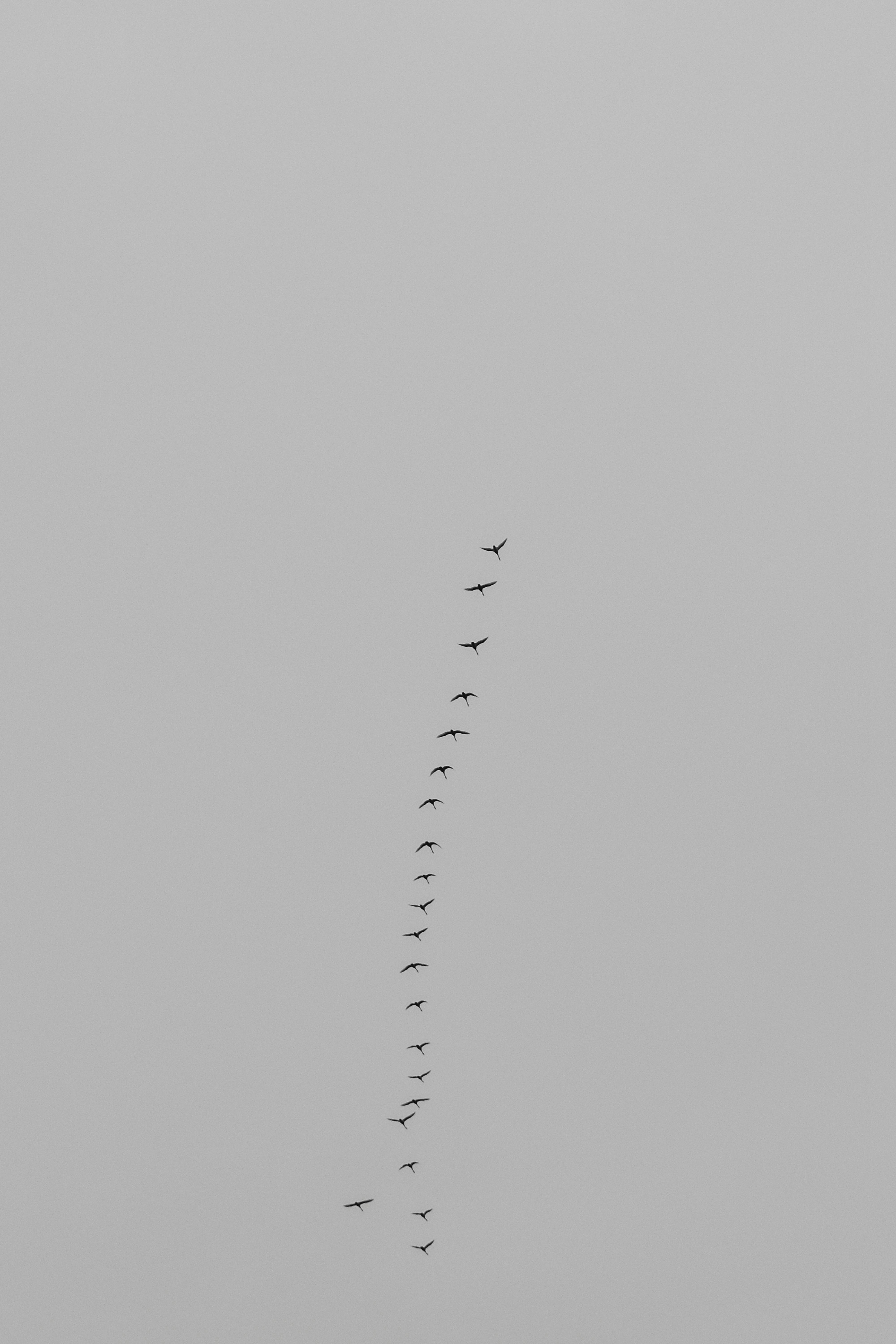 Flock of Birds Flying in Formation · Free Stock Photo