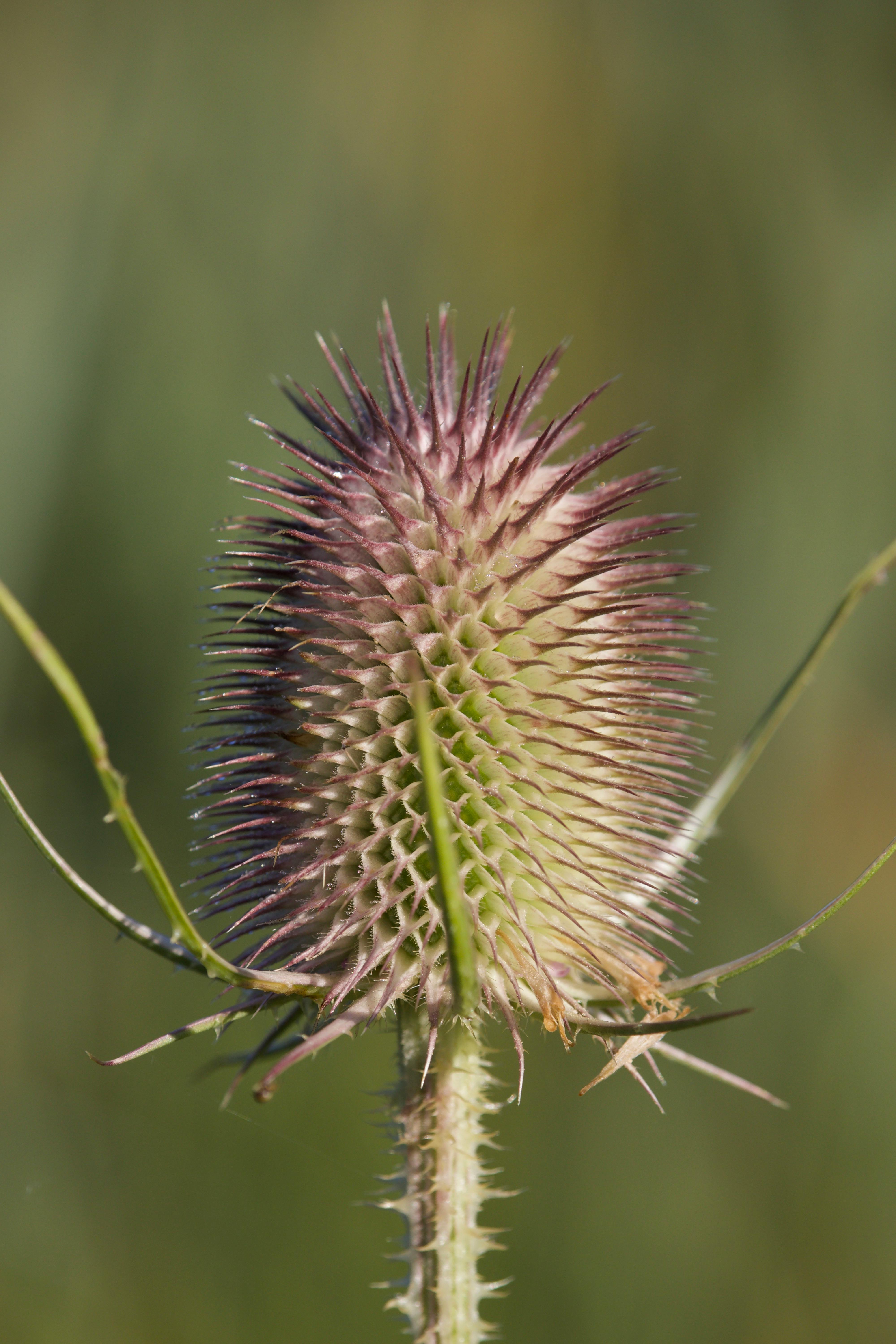 Close up of Flowers · Free Stock Photo