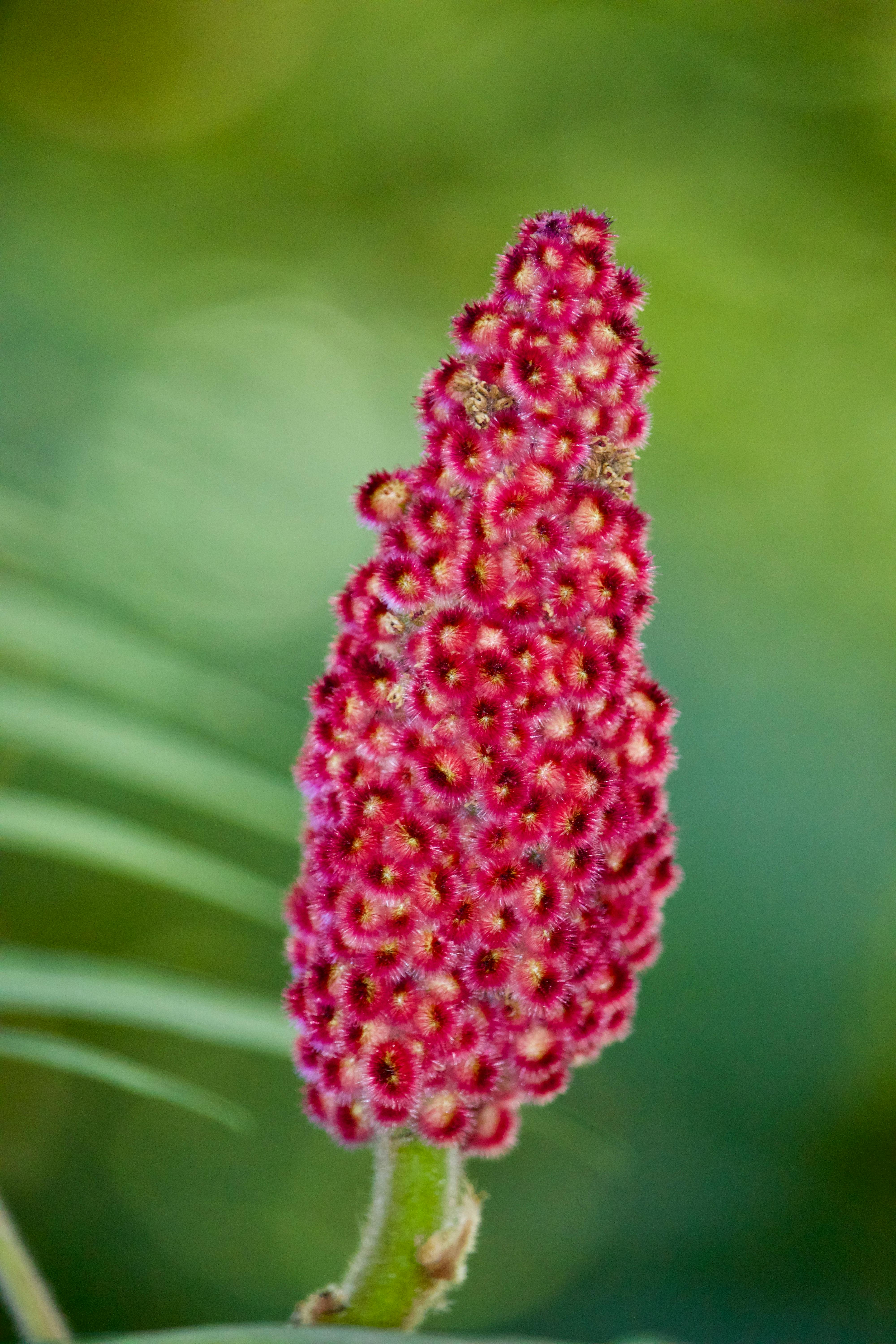 Sumac Flower Photos, Download The BEST Free Sumac Flower Stock Photos ...