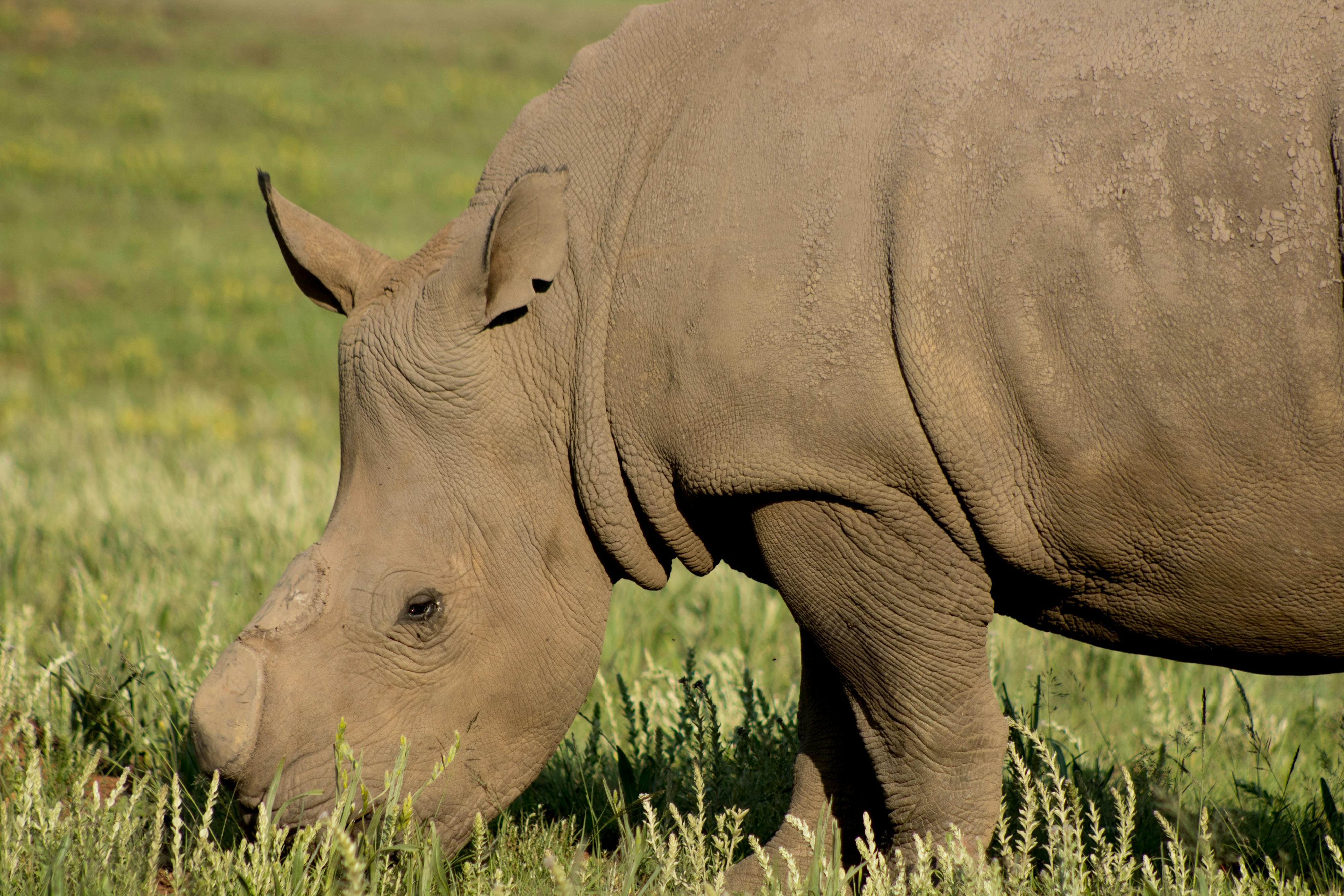 Grey Rhinoceros on Green Grass Field · Free Stock Photo