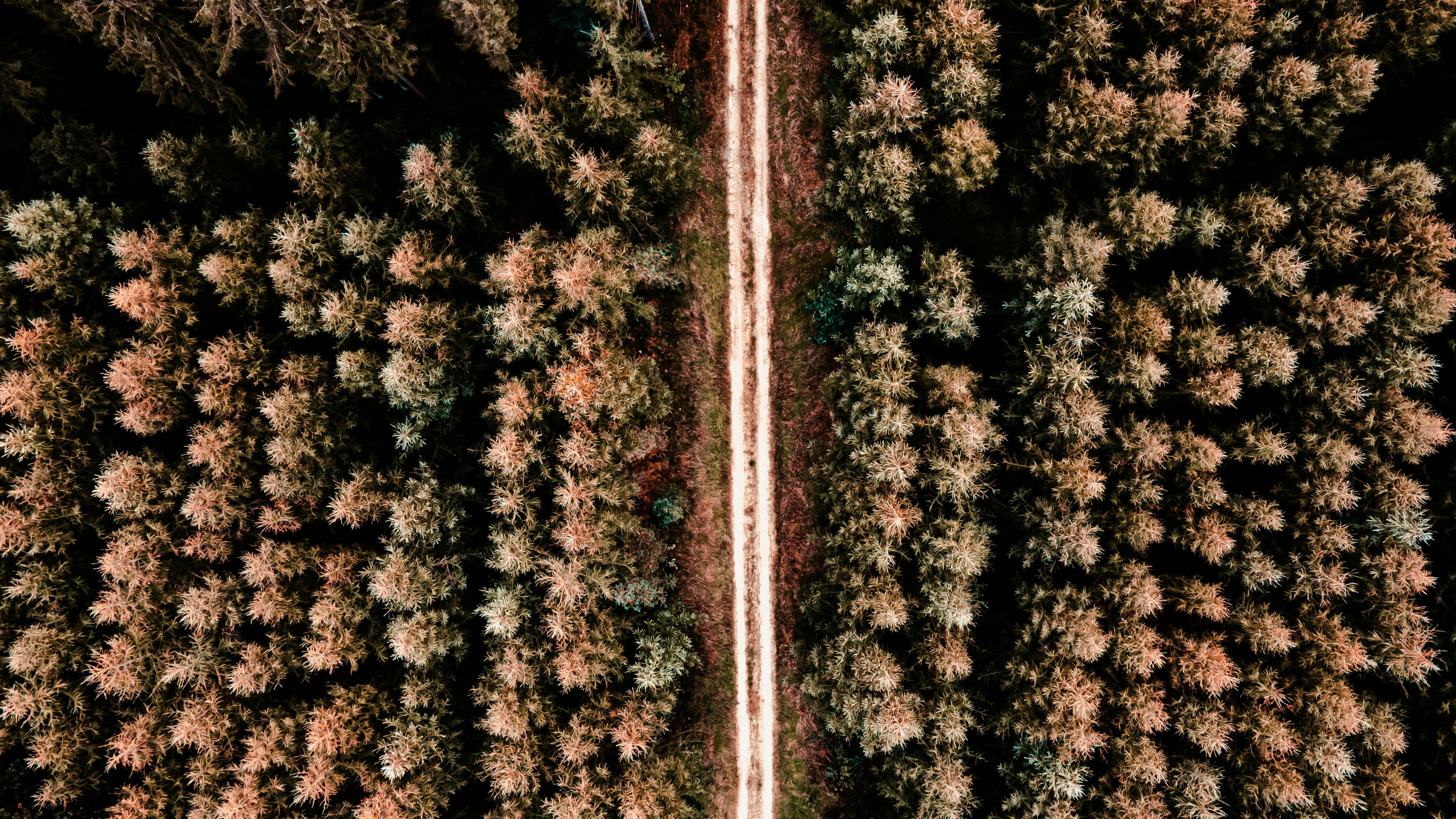 Aerial View of Trees in the Forest · Free Stock Photo