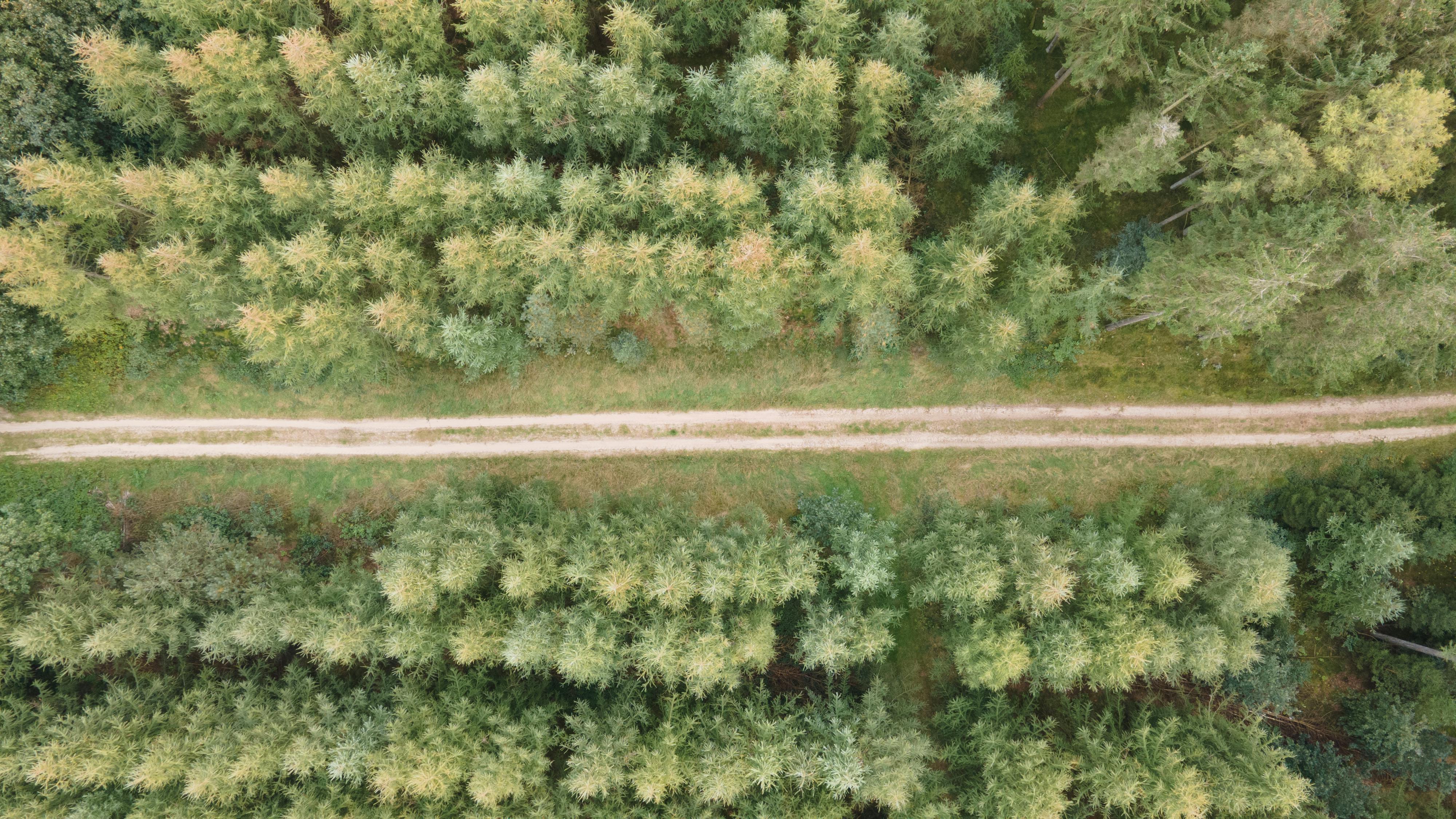 Drone Shot of Green Trees · Free Stock Photo