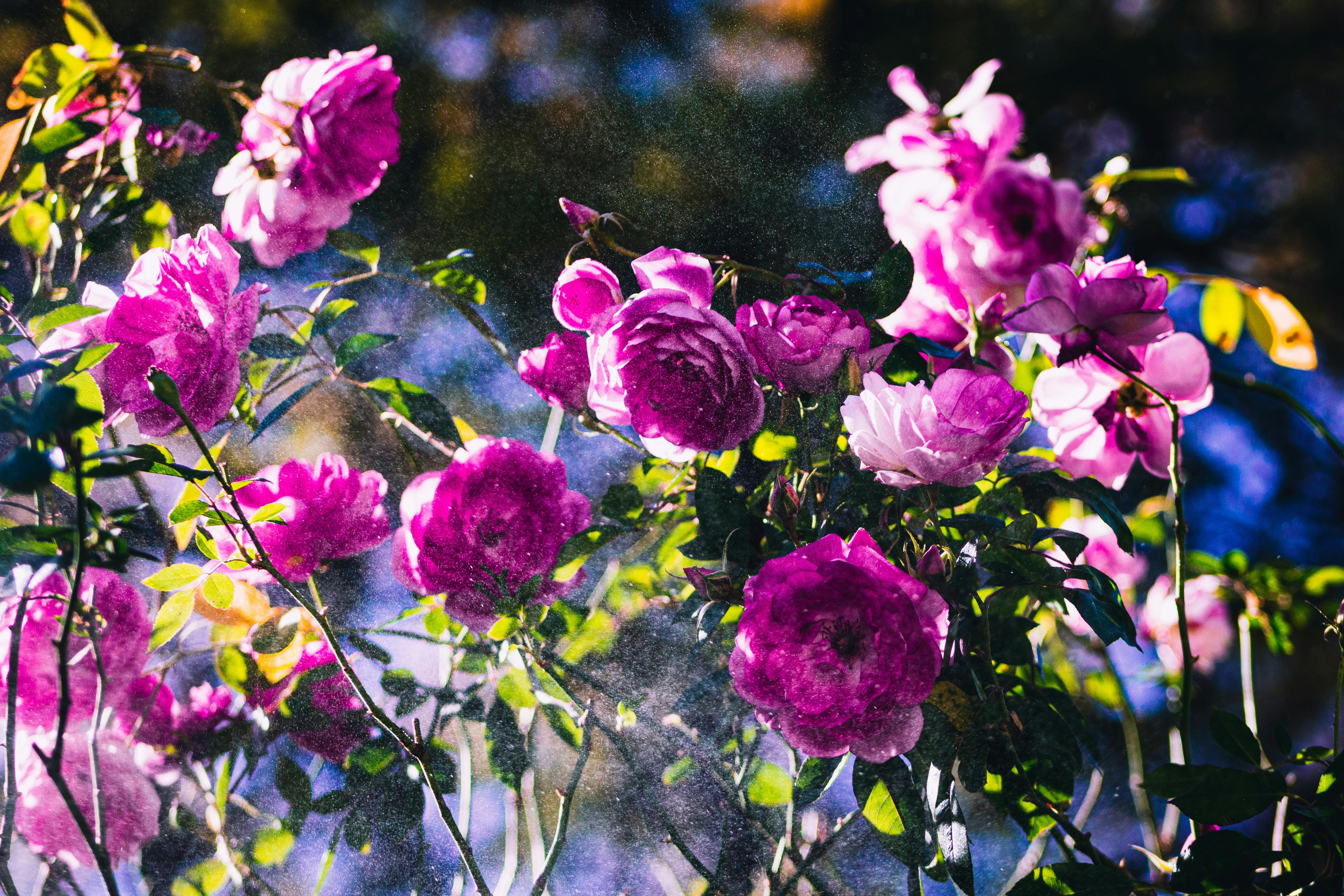 Plants of Pink Rose Flowers in Garden · Free Stock Photo