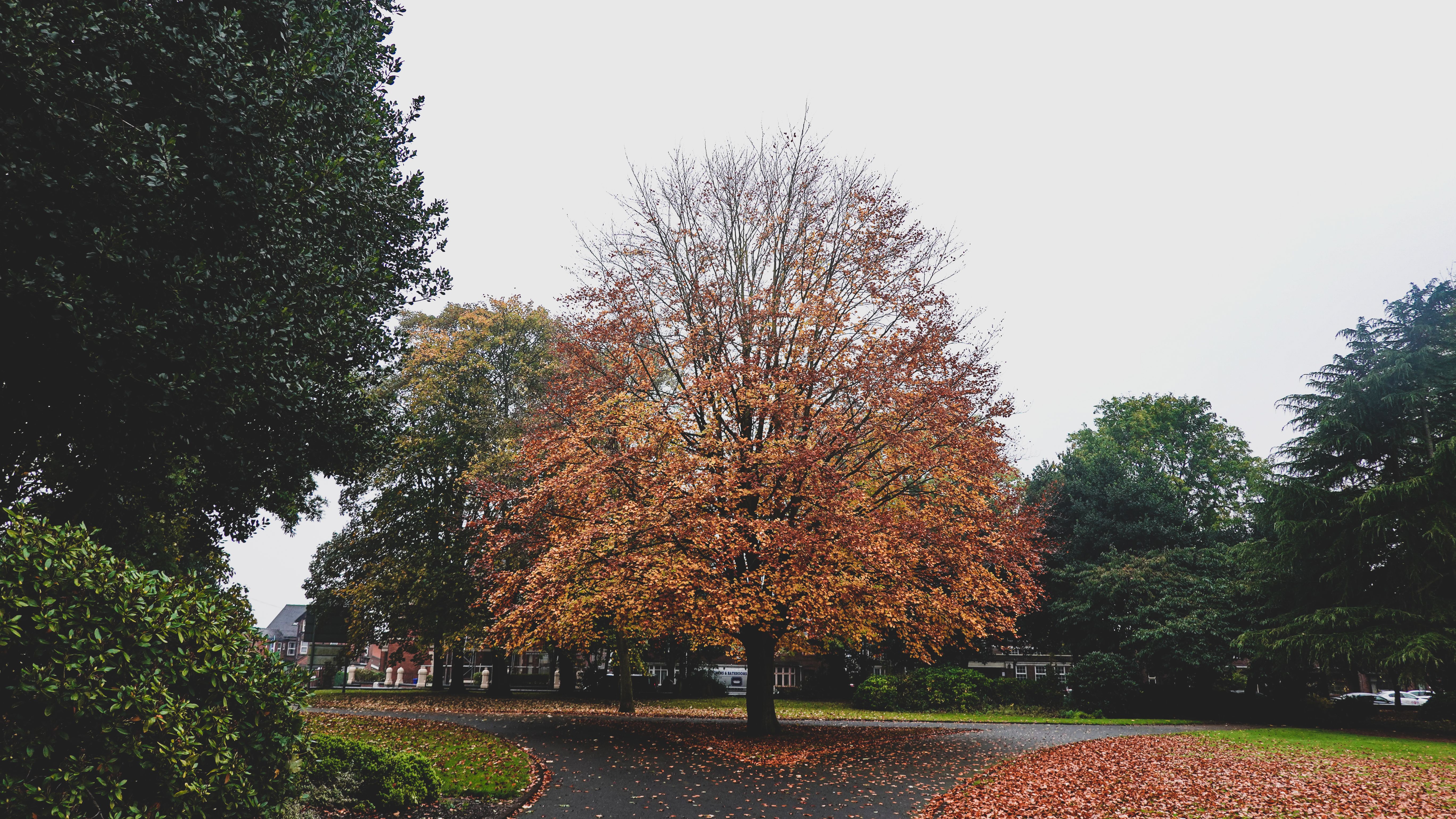 Beautiful Autumn Tree on Park · Free Stock Photo