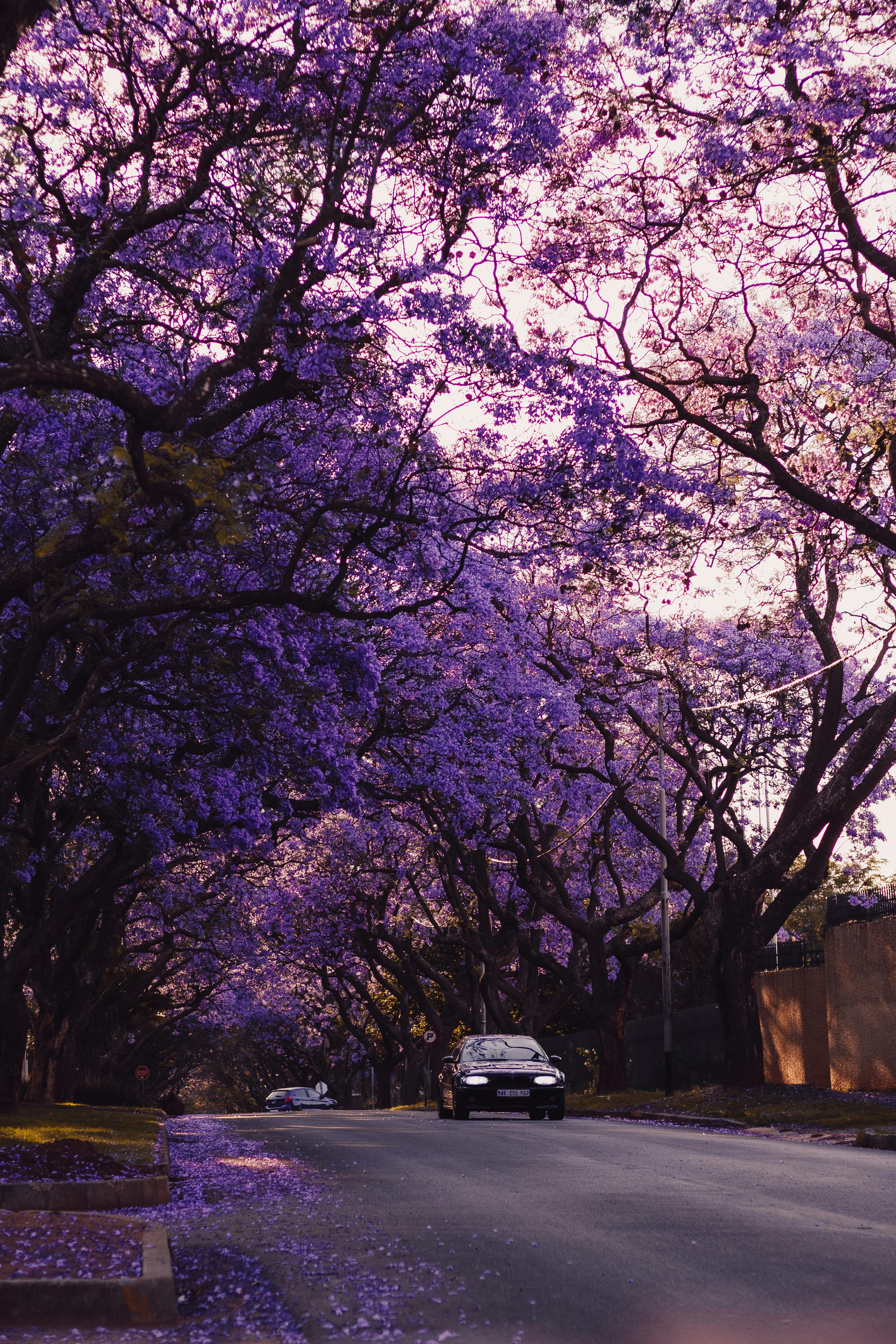Purple Leaf Trees · Free Stock Photo