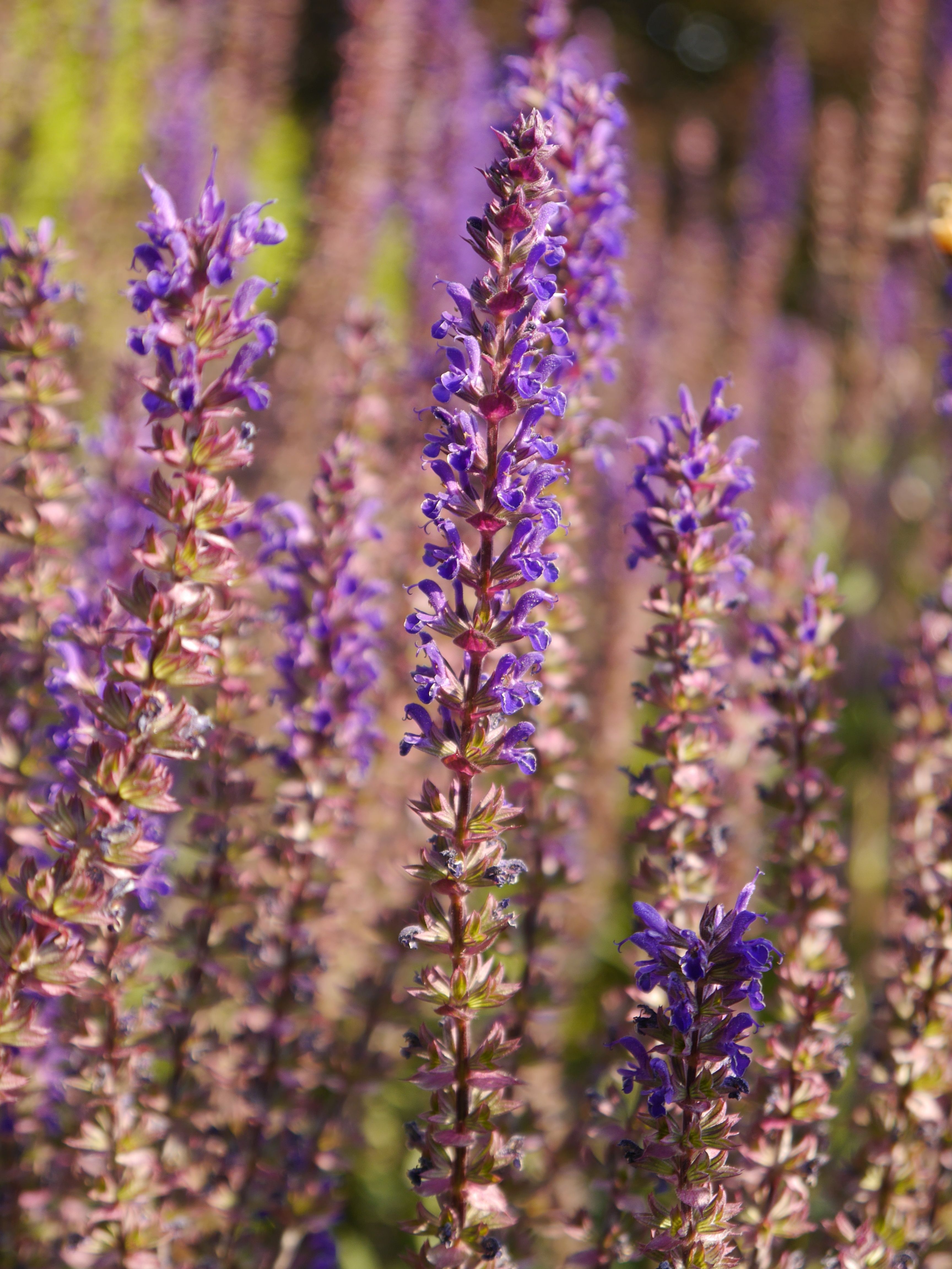 Wild Sage Flowers · Free Stock Photo