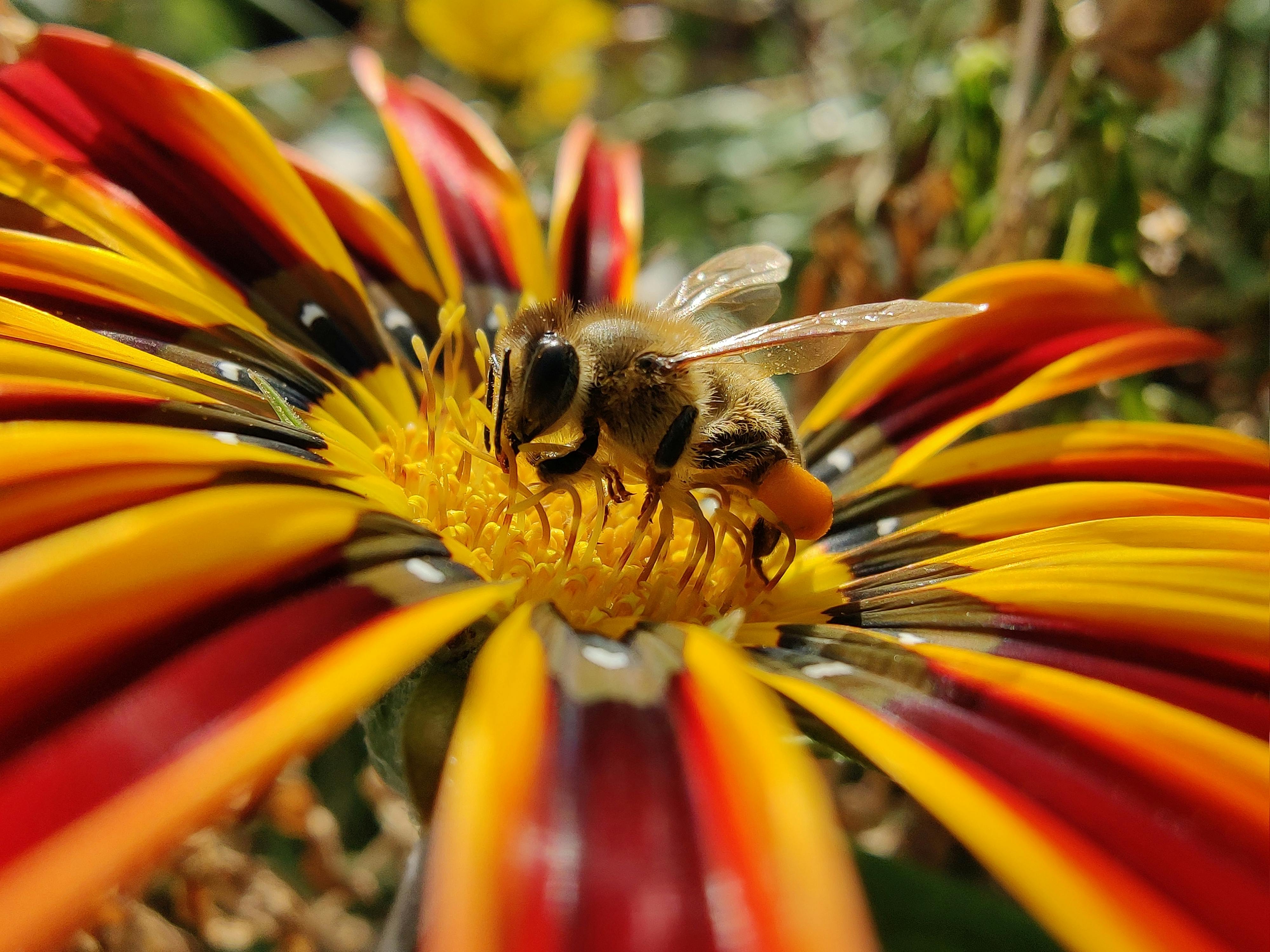 Photo Of Bees · Free Stock Photo