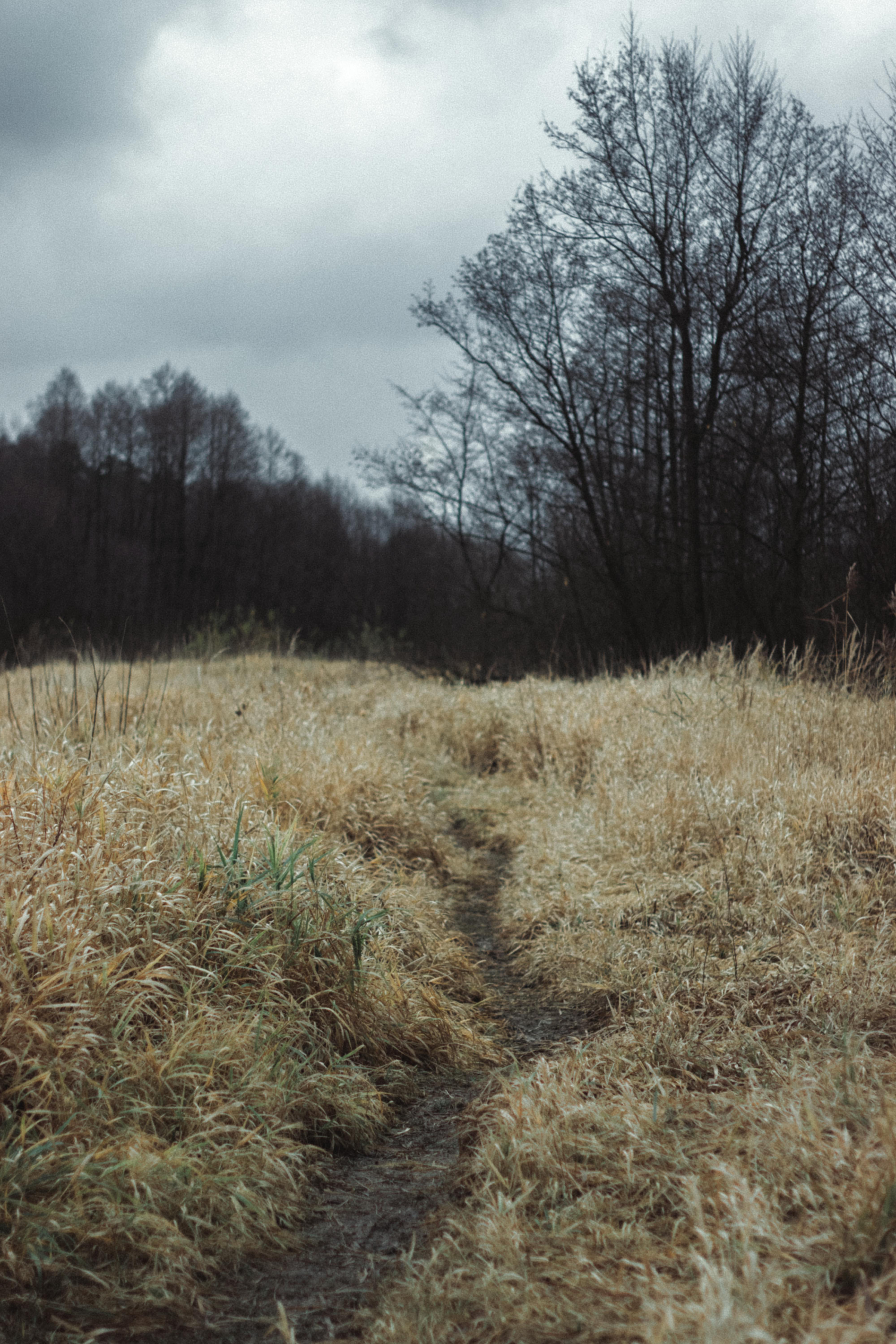 Photo of a Single Autumn Tree · Free Stock Photo