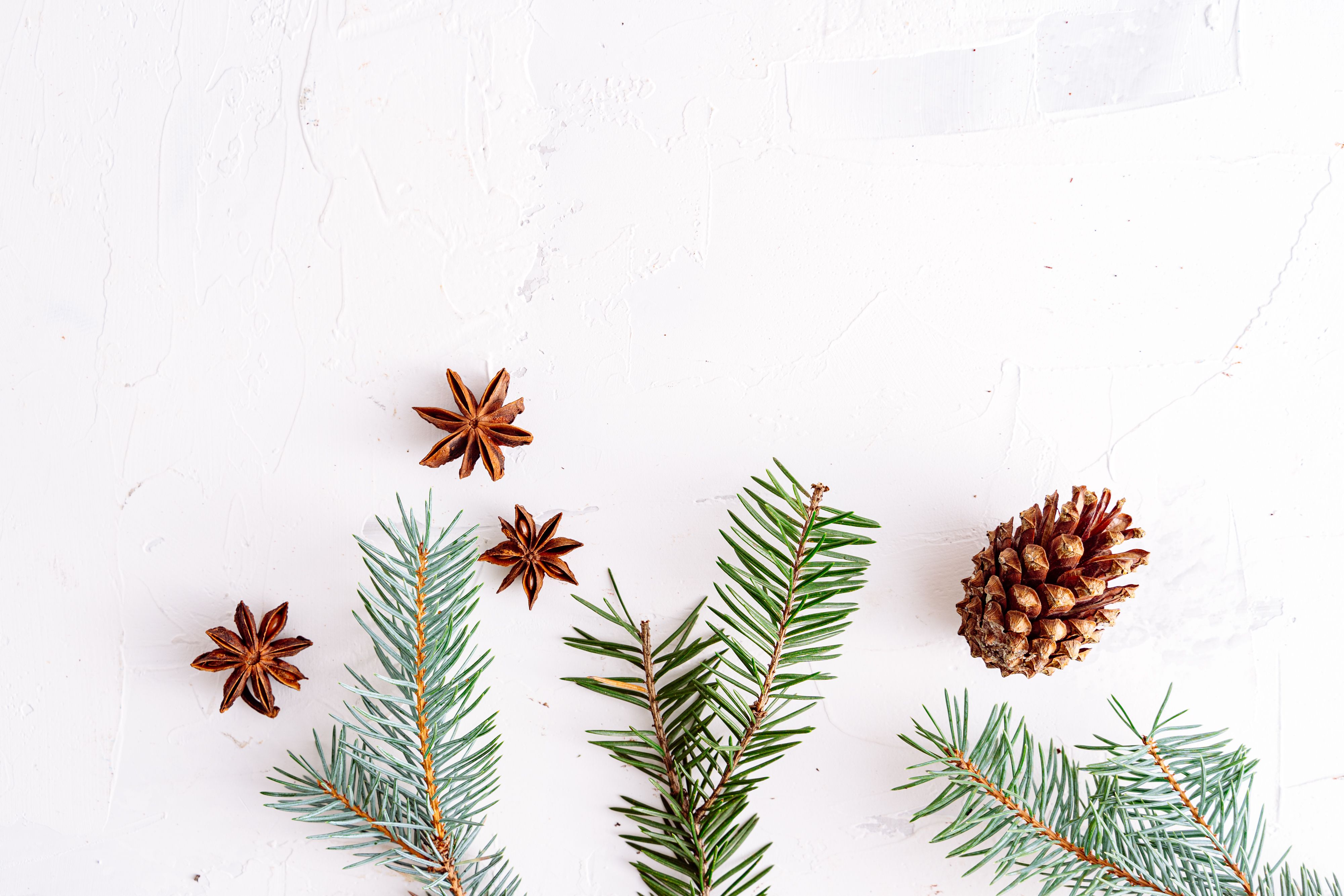 Photography of Twigs on the Ground · Free Stock Photo