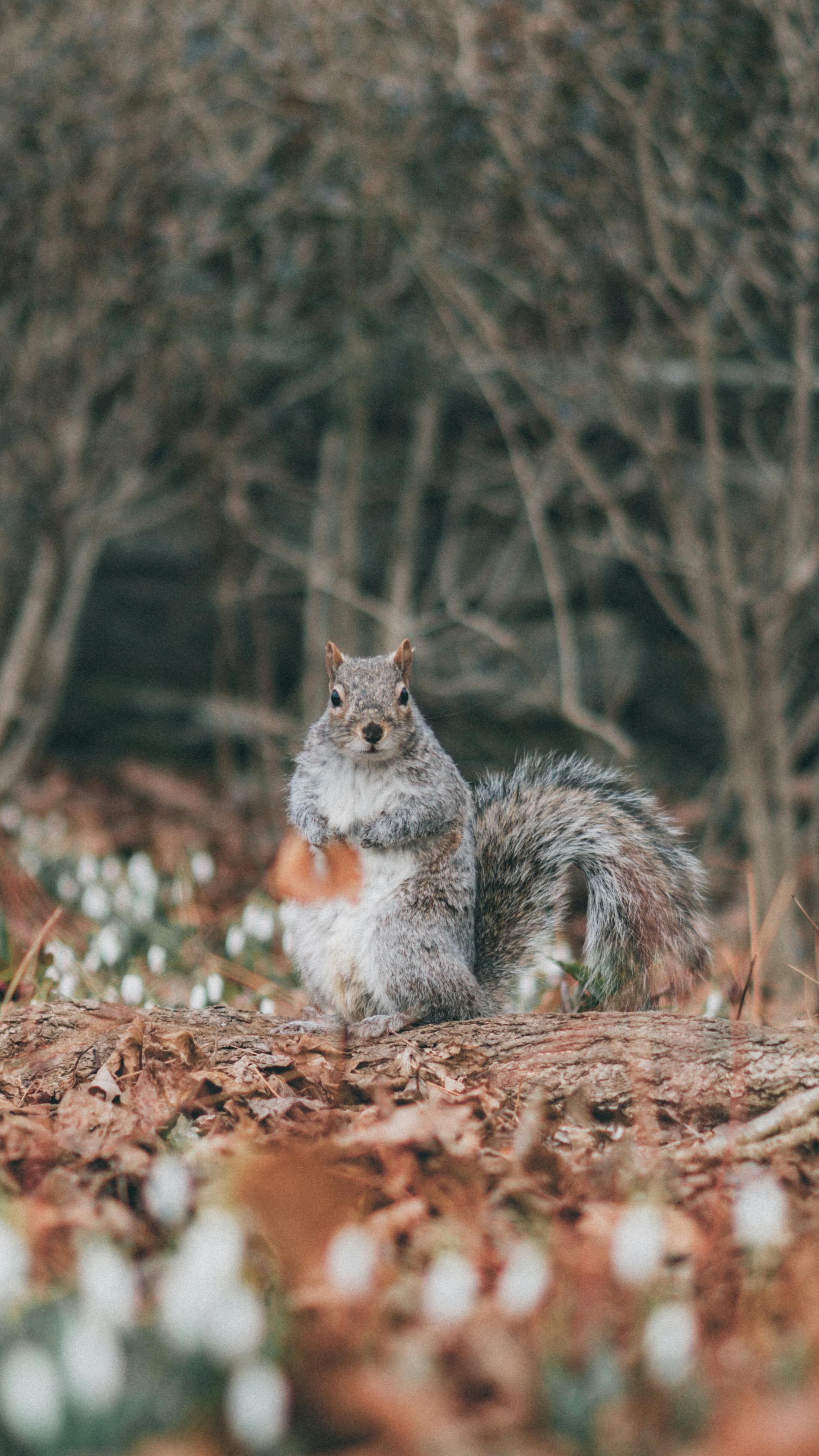 Squirrel Standing Photos, Download The BEST Free Squirrel Standing ...