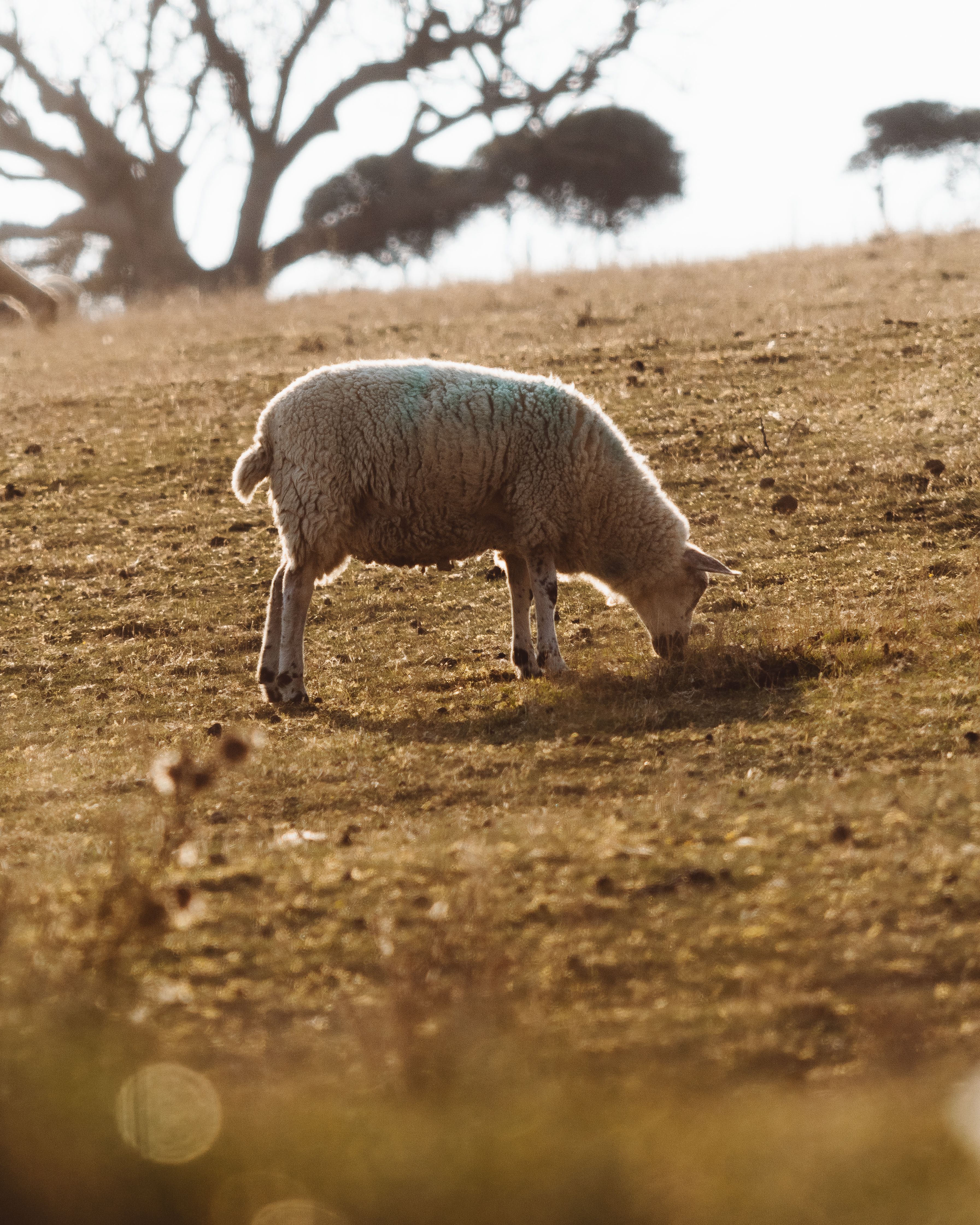 White Sheep on Green Field · Free Stock Photo