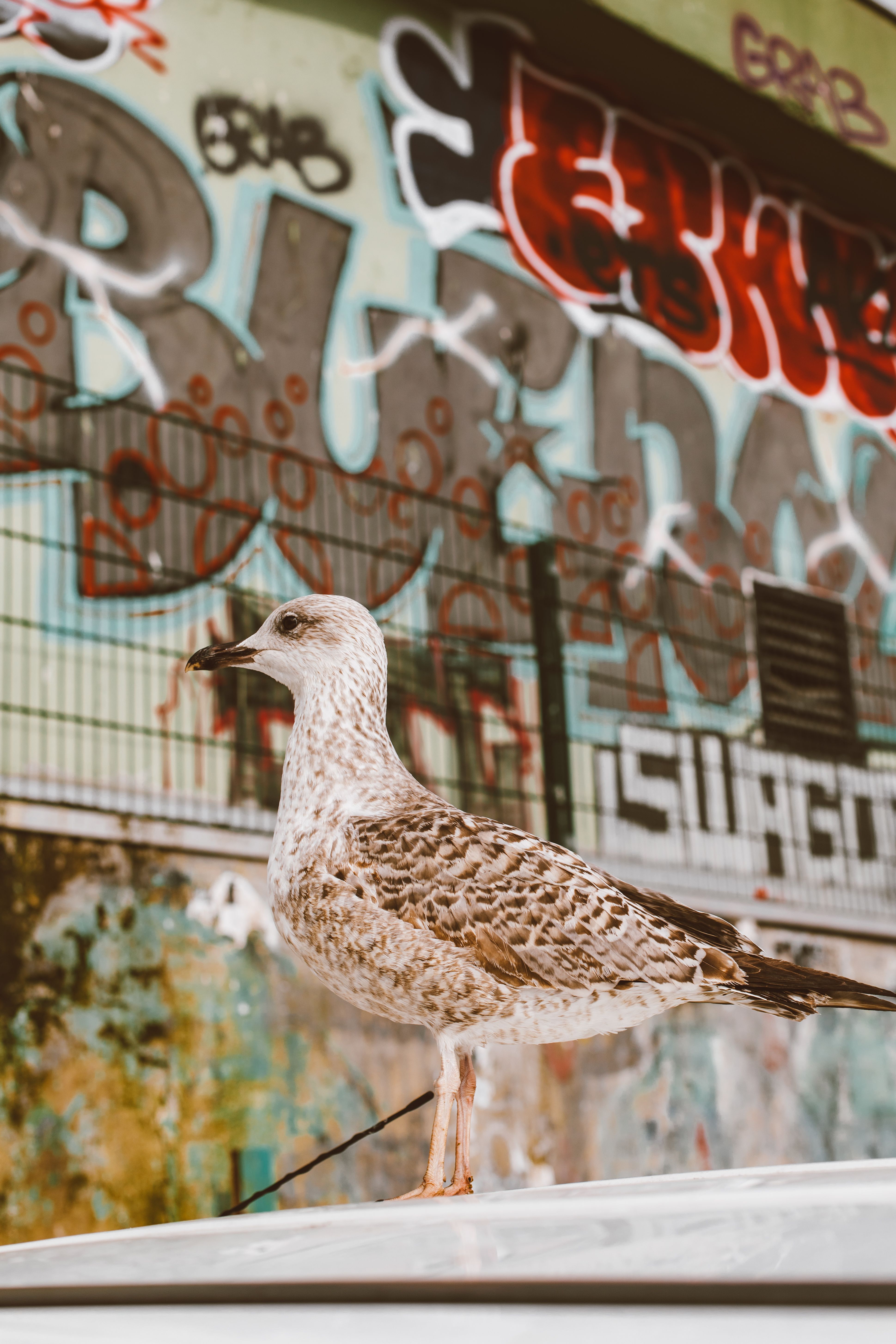 Graffiti Bird Photos, Download The BEST Free Graffiti Bird Stock Photos ...