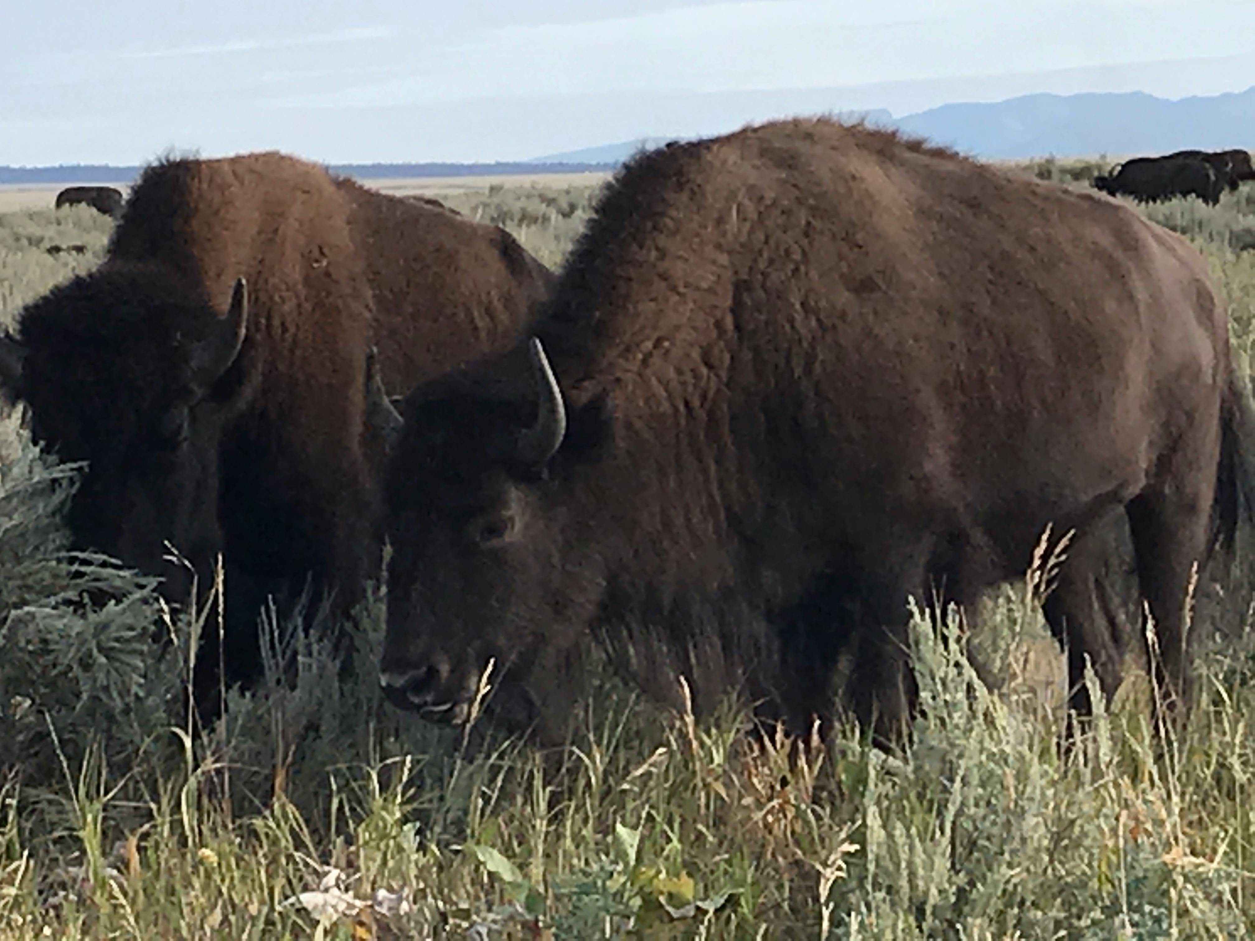 Carol McCormick - 사진