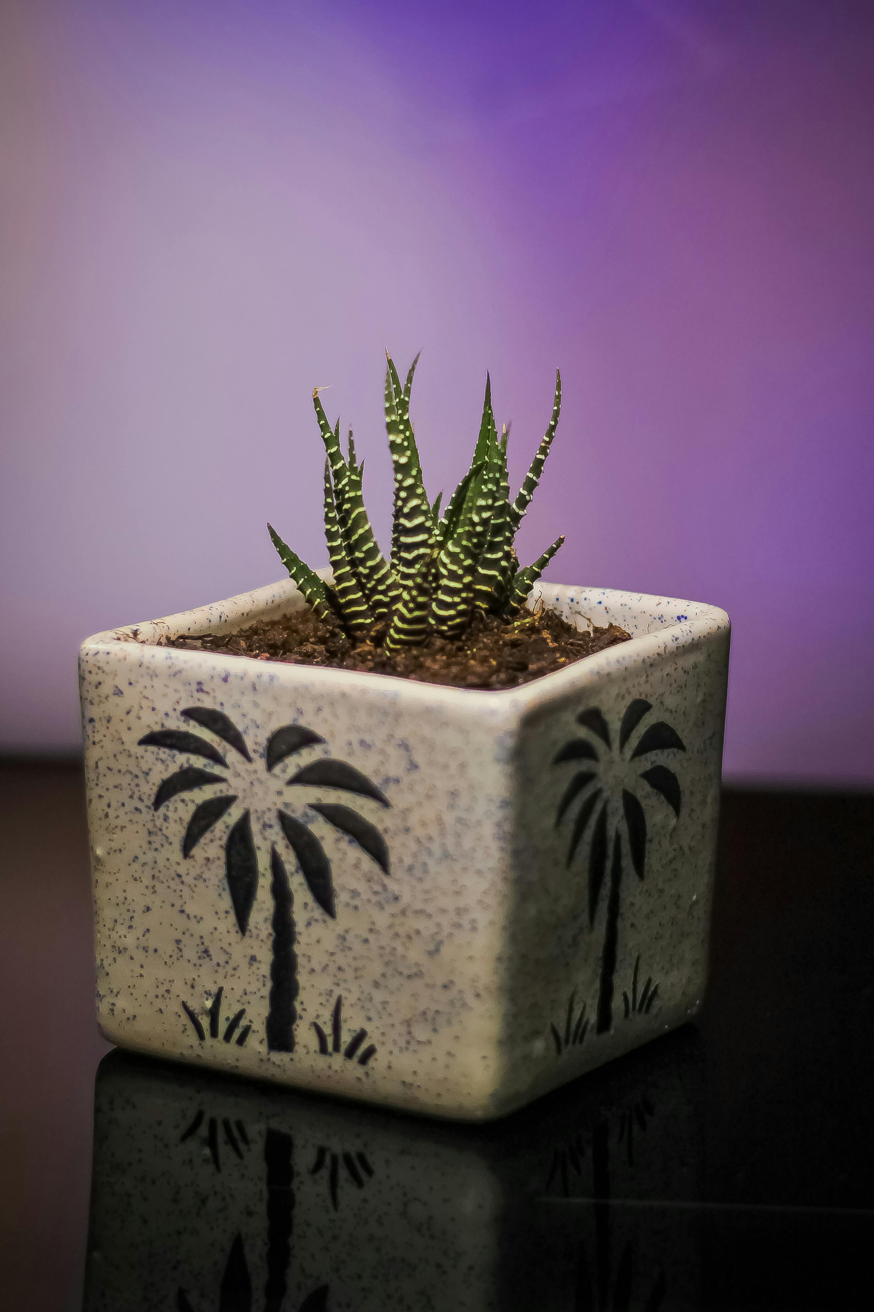 Succulent in a Square Pot · Free Stock Photo