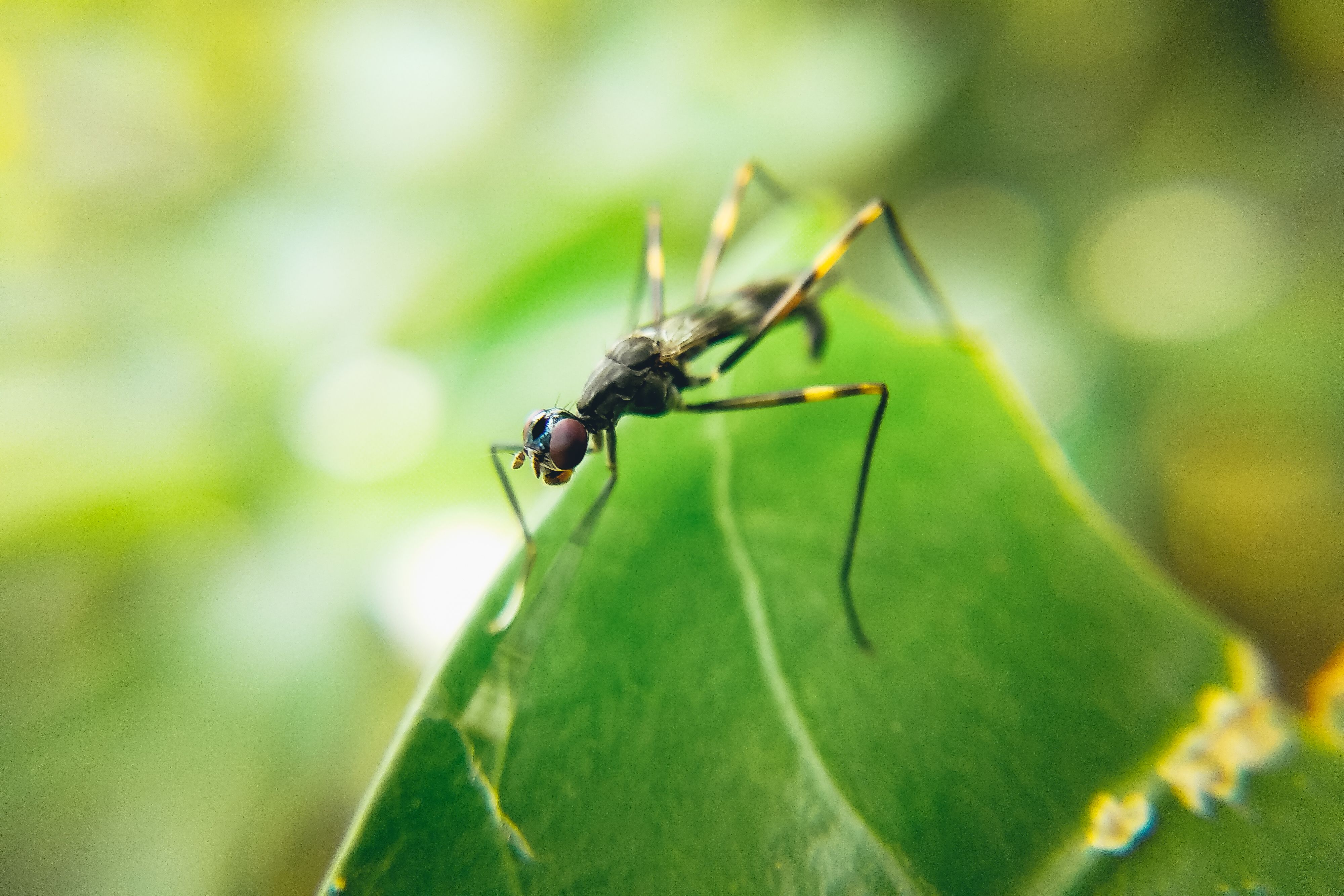 60+ Best Mosquito Photos · 100% Free Download · Pexels Stock Photos