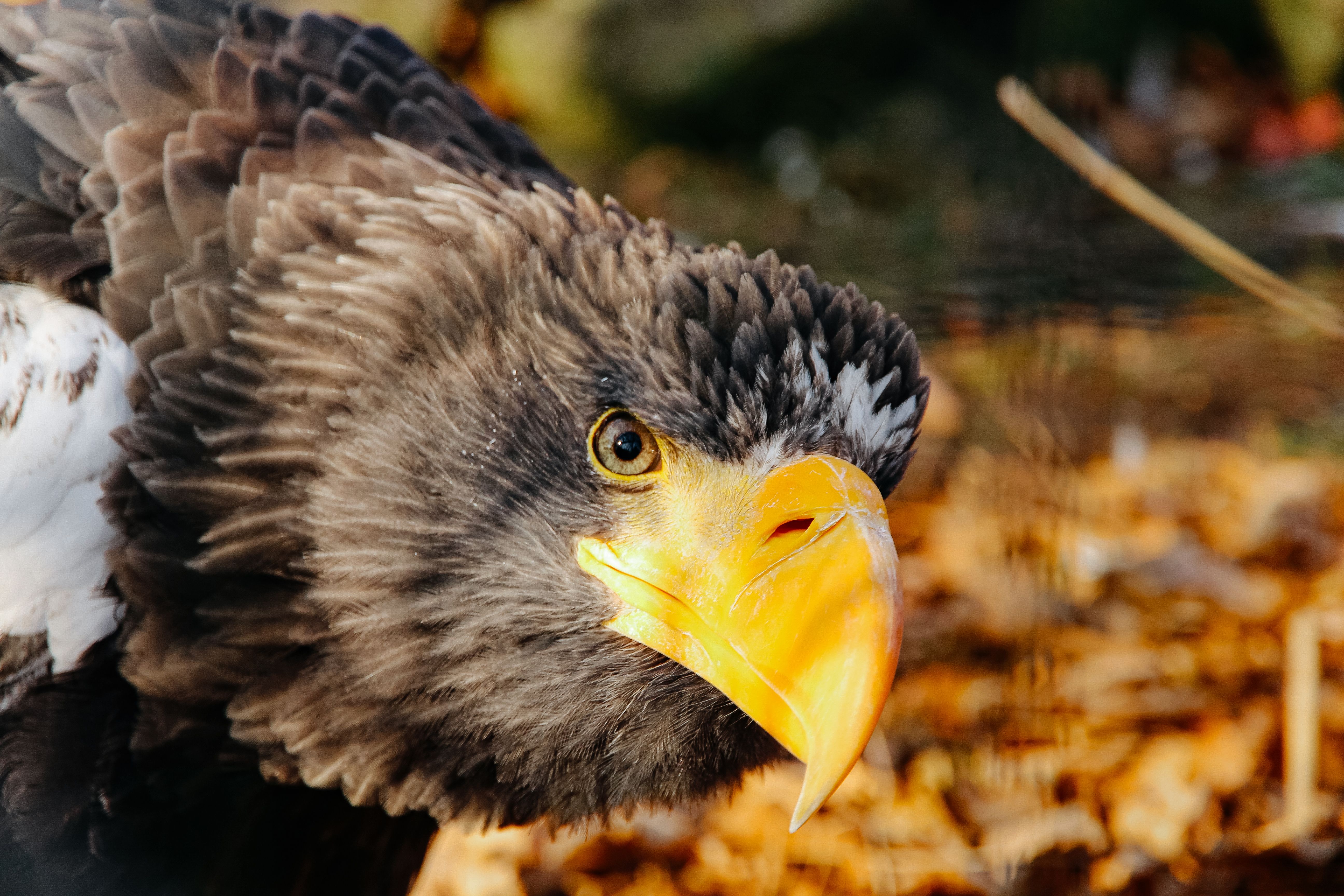 Close Up Shot of an Eagle · Free Stock Photo