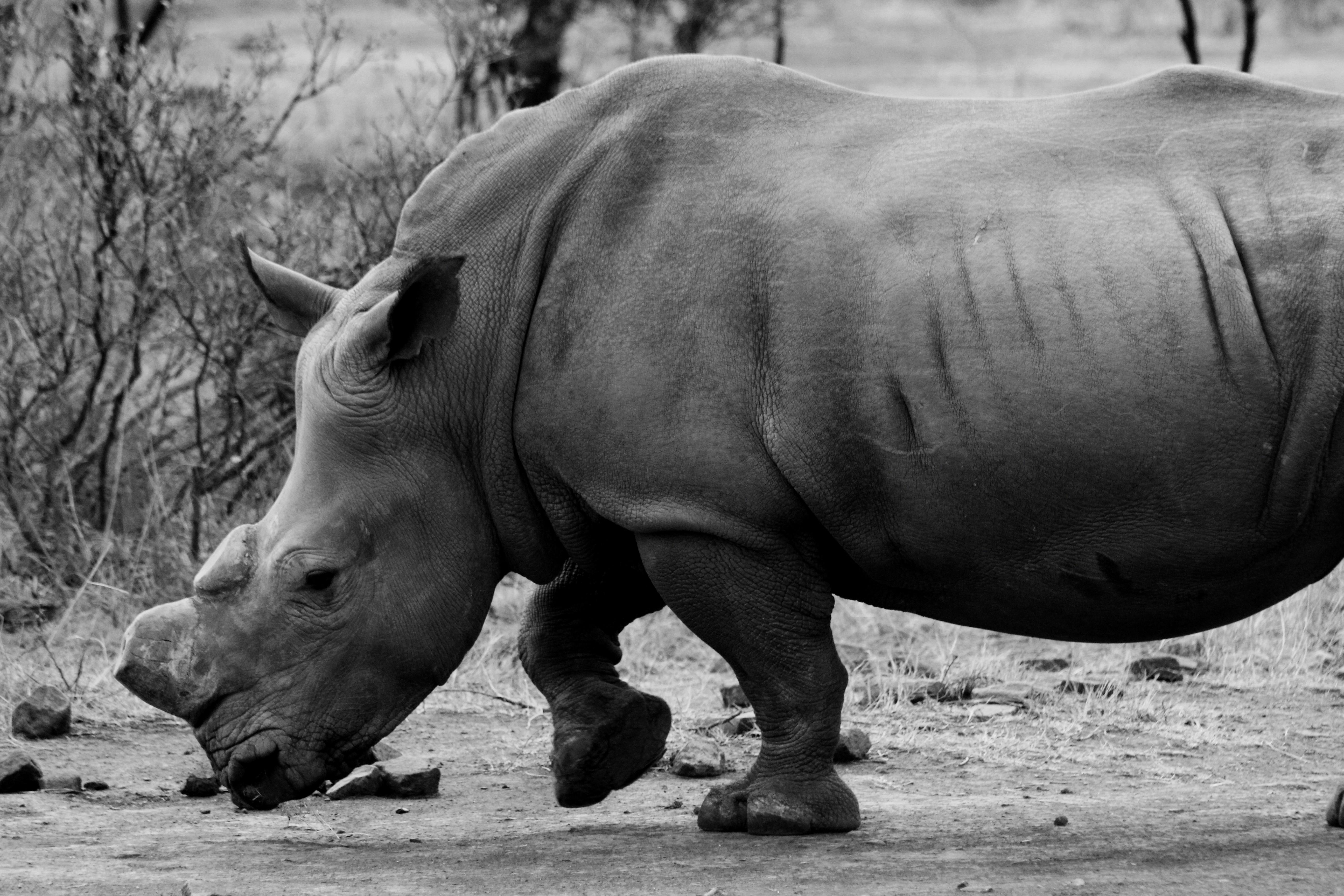 Grey Rhinoceros on Green Grass Field · Free Stock Photo