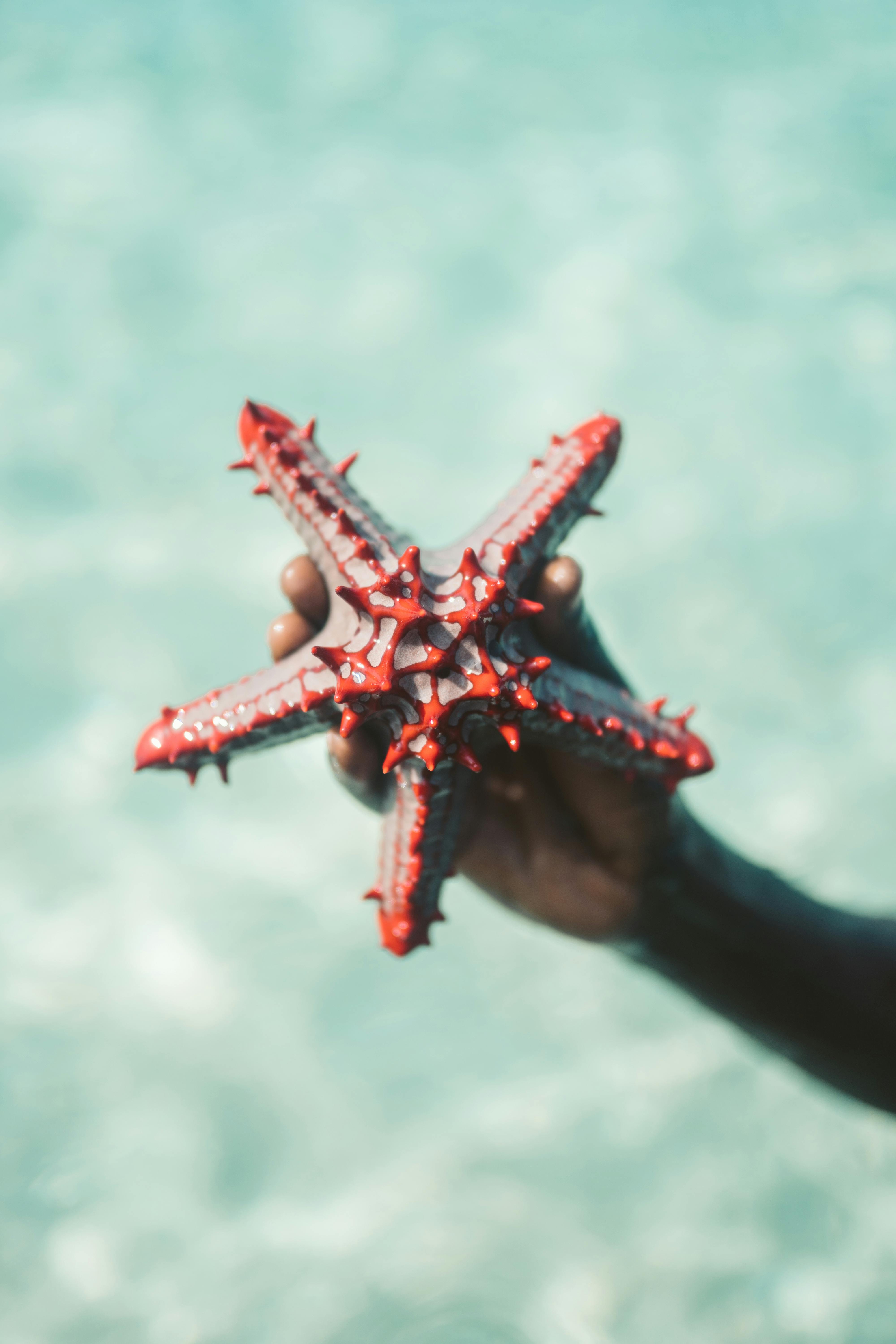 Pisaster Photos, Download The BEST Free Pisaster Stock Photos & HD Images