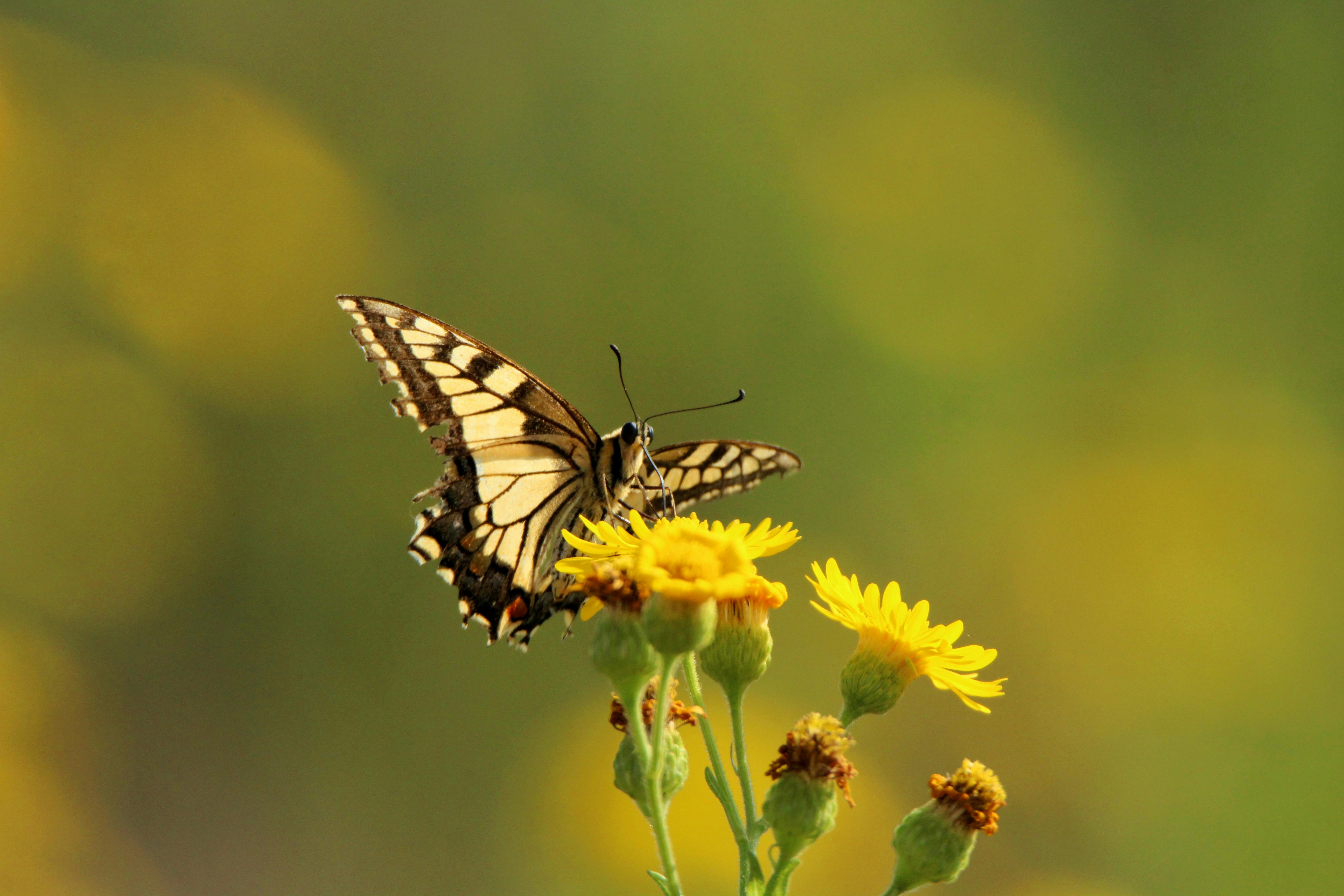 Black and White Butterfly Perch on Yellow Petaled Flower · Free Stock Photo