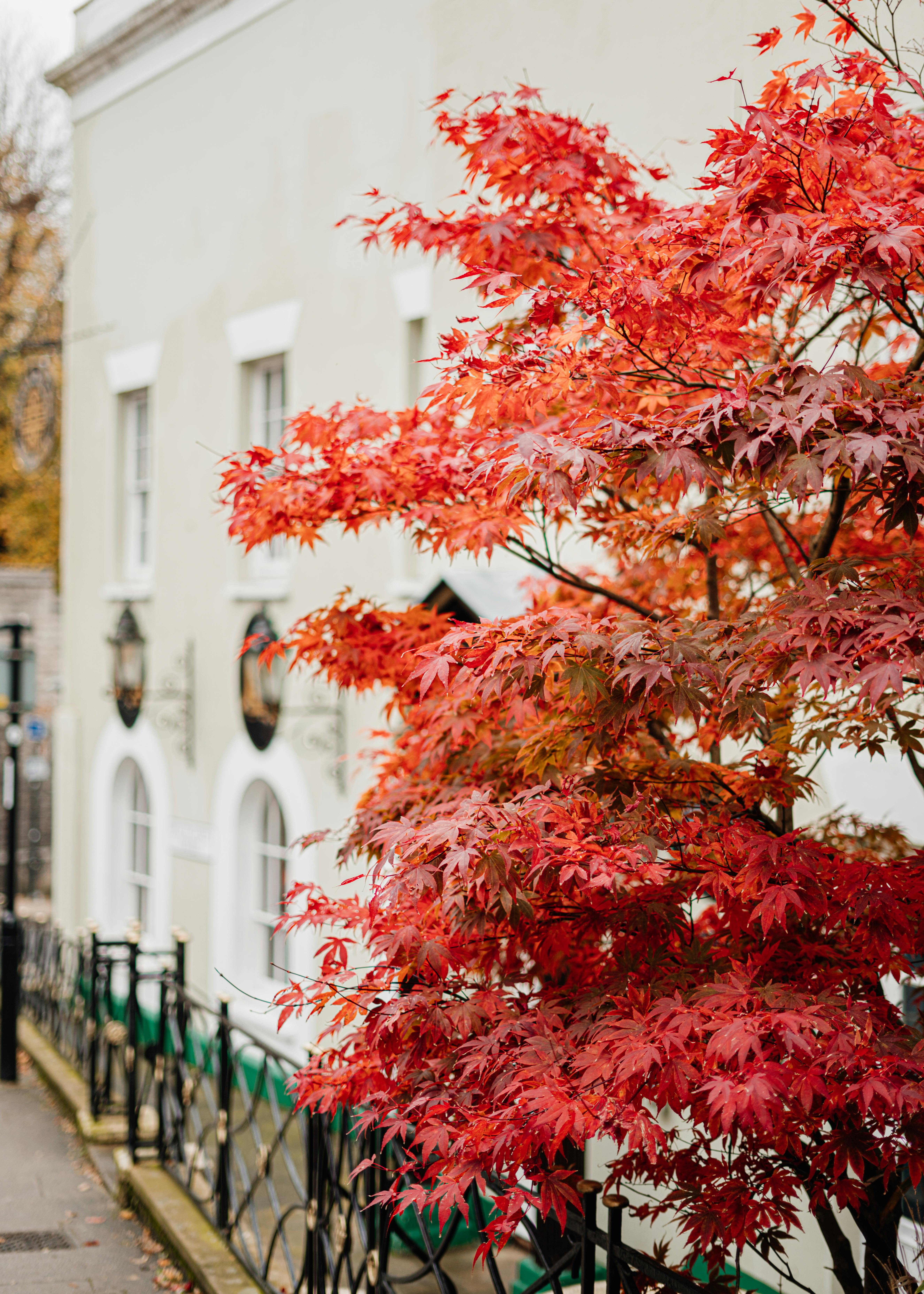 159,236+ Best Free Maple tree Stock Photos & Images · 100% Royalty-Free ...